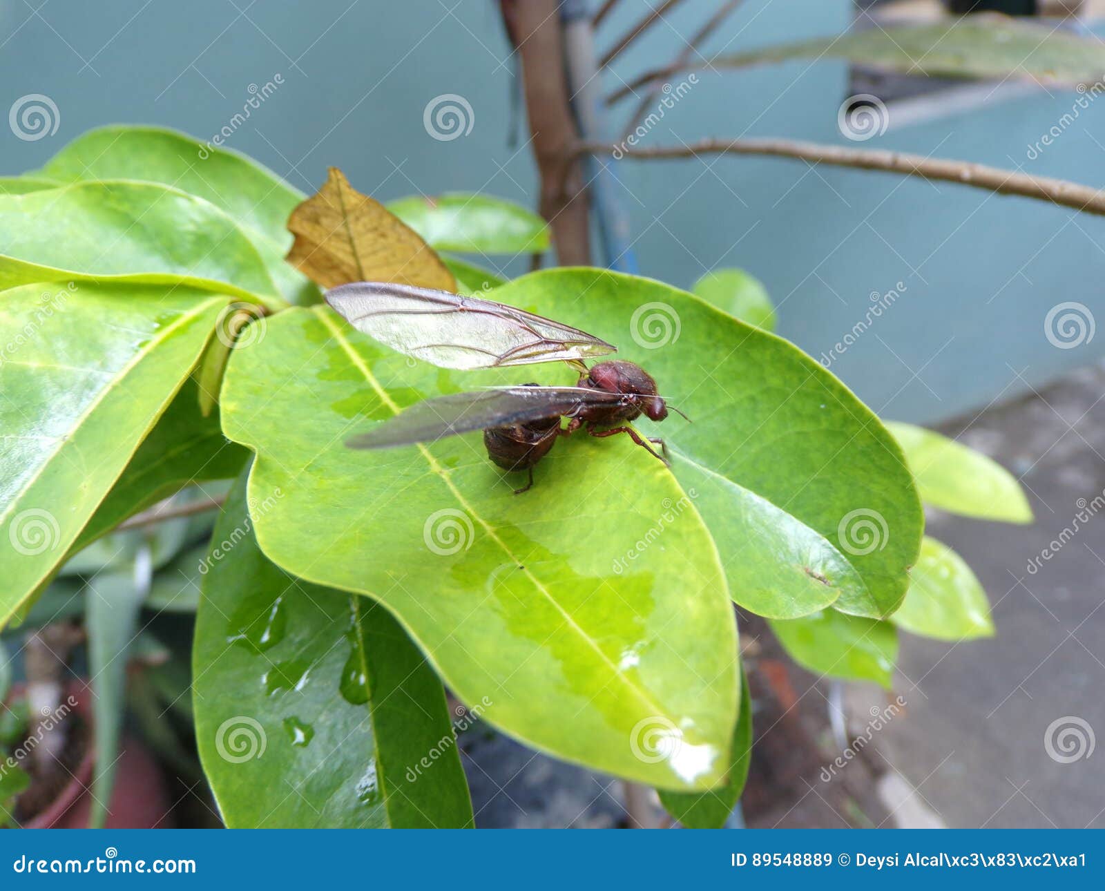 Zompopo Sobre Stock Photos - Free & Royalty-Free Stock Photos from ...