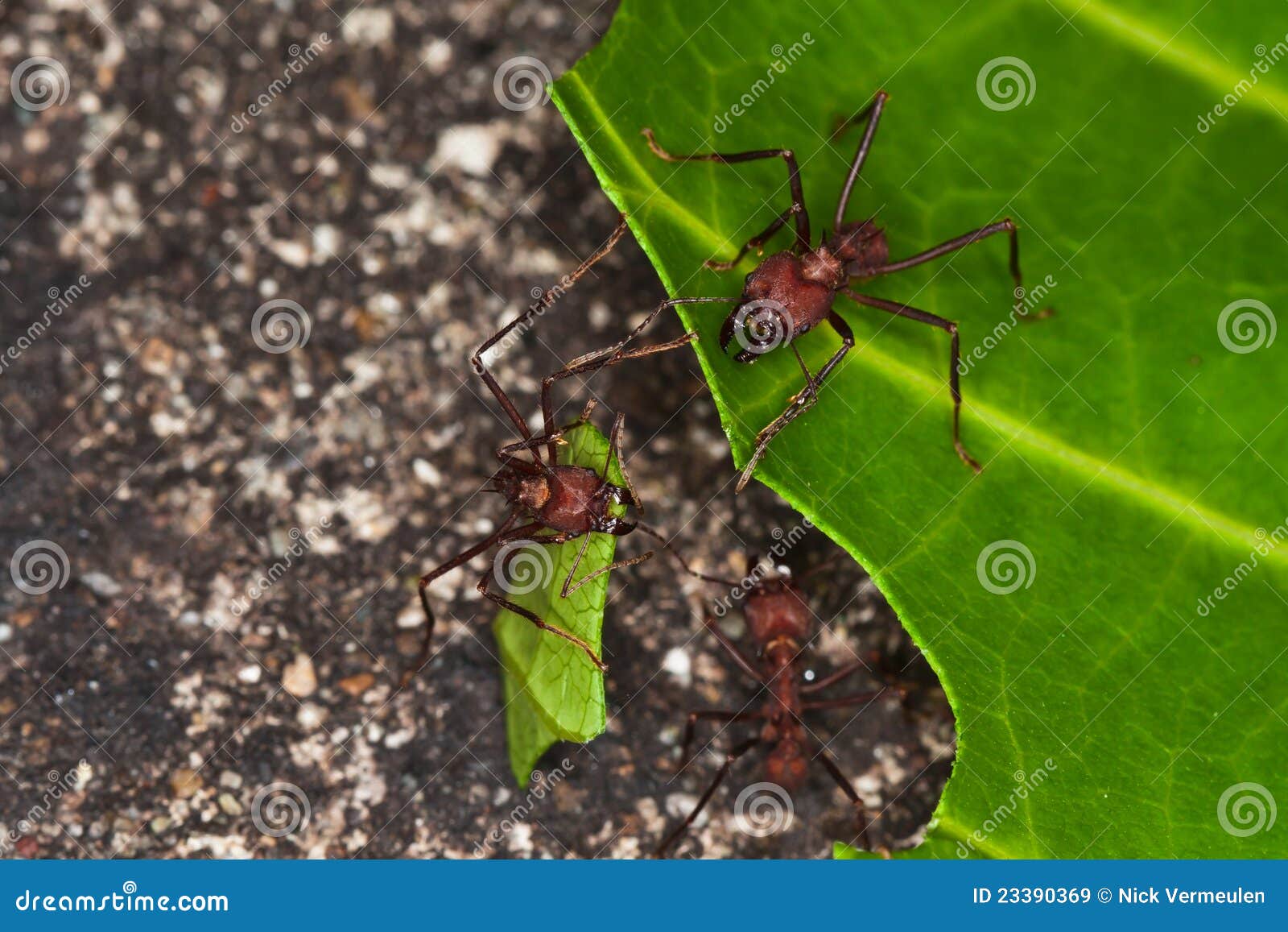 Leafcutter Ants Cutting Leaf in Rainforest. Stock Image - Image of ...