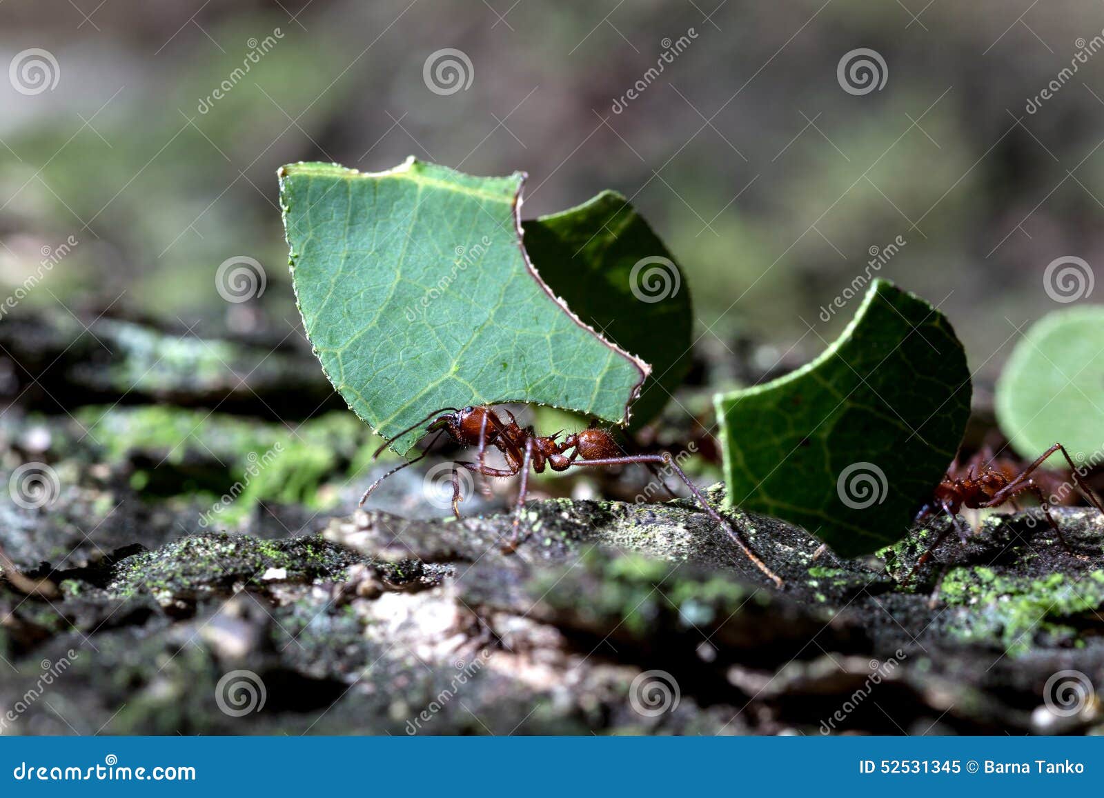 Leafcutter Carrying Green Leaf with Focus on the Ant Stock Image ...