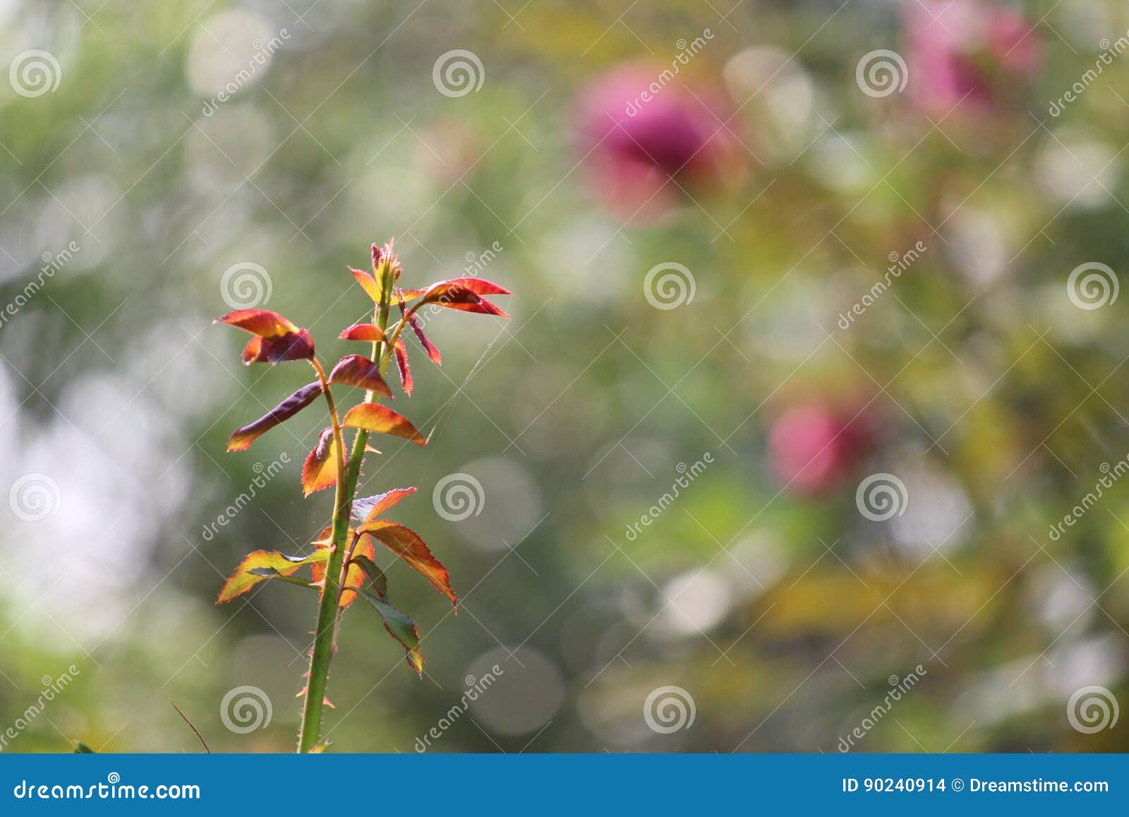 Leafe stock photo. Image of beautiful, rose, nature, flower - 90240914