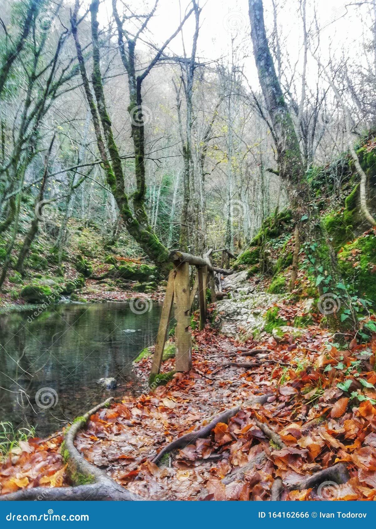 Path To River Flowing Through The Forest Royalty-Free Stock Photography ...