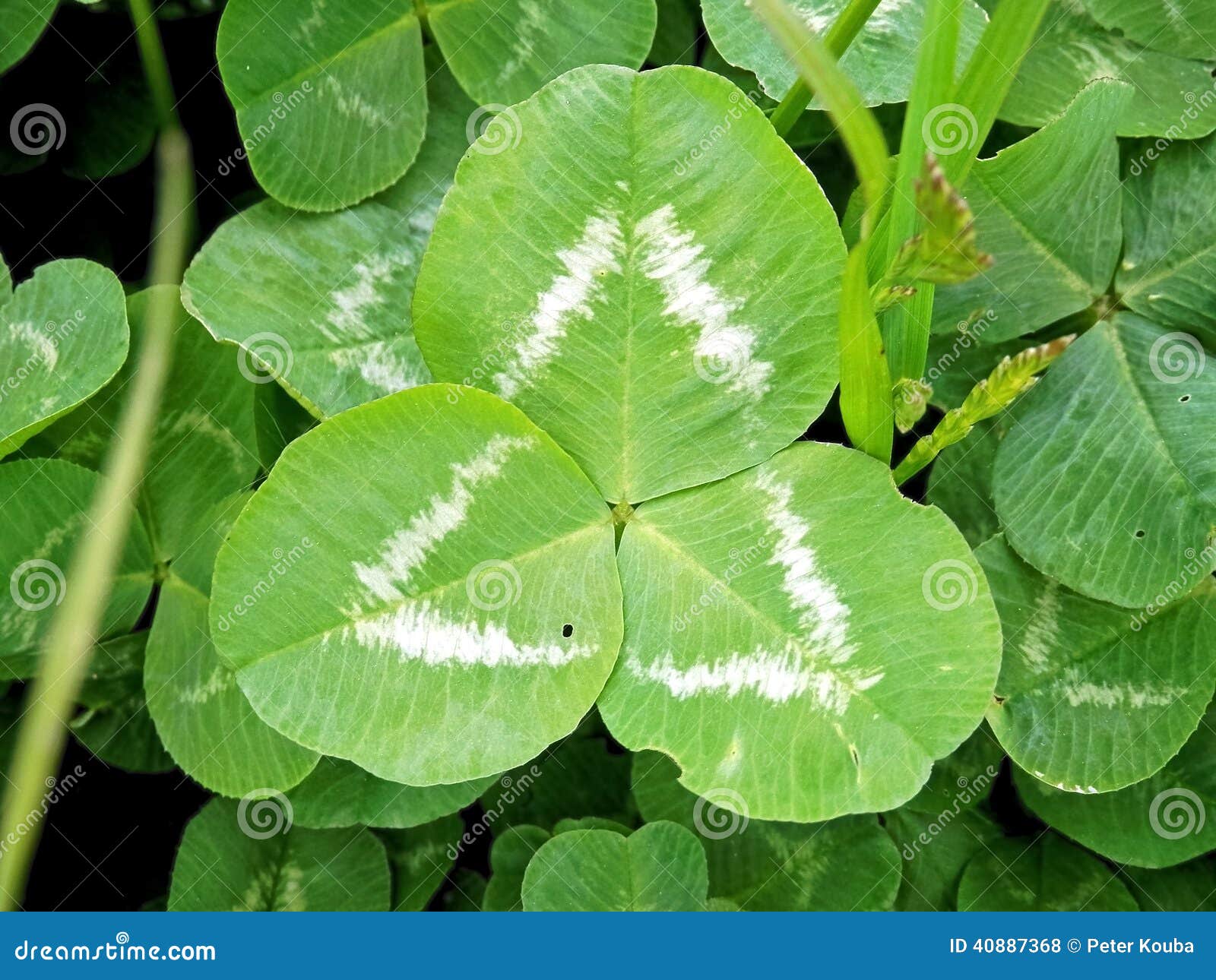 Leafed Clover and Geometric Shape Stock Photo - Image of trefoil, green ...