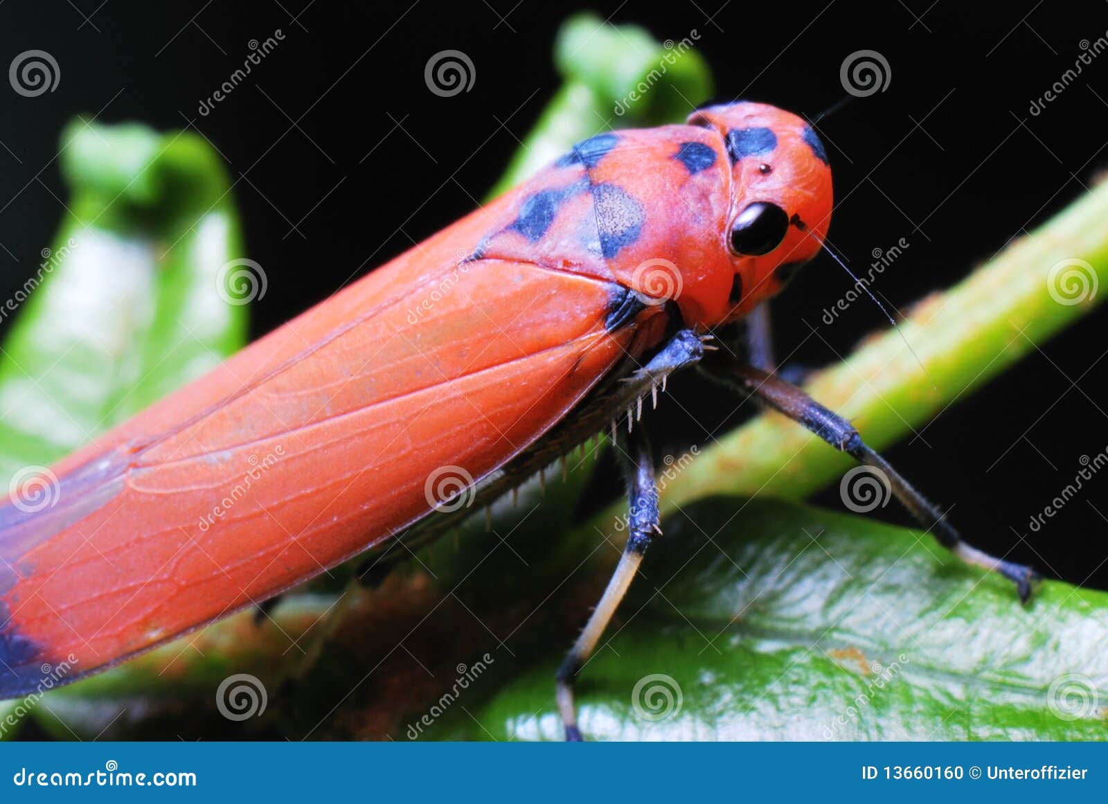 Leafhopper stock photo. Image of jungle, biology, cute - 13660160