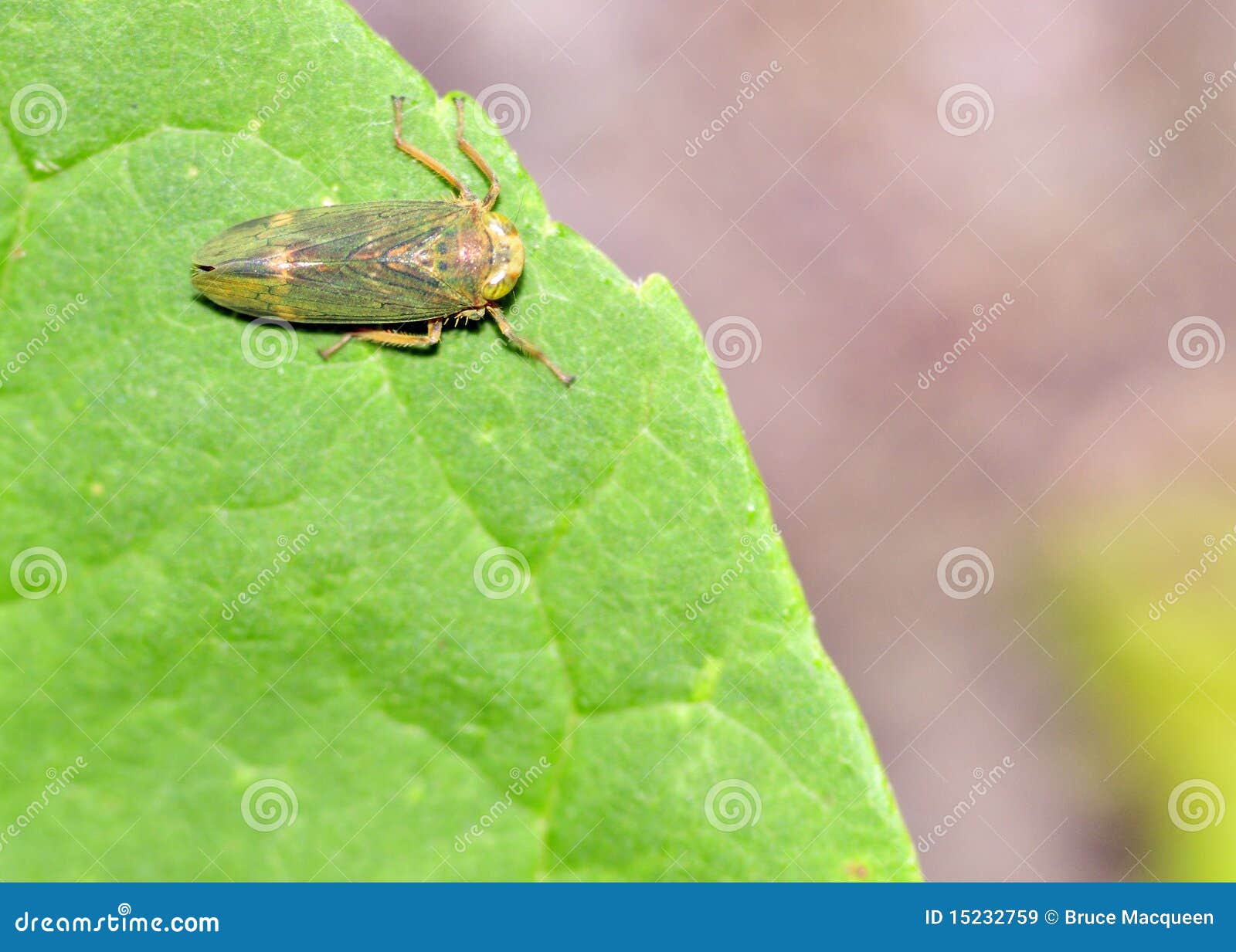 Leafhopper stock image. Image of nature, leafhopper, beauty - 15232759