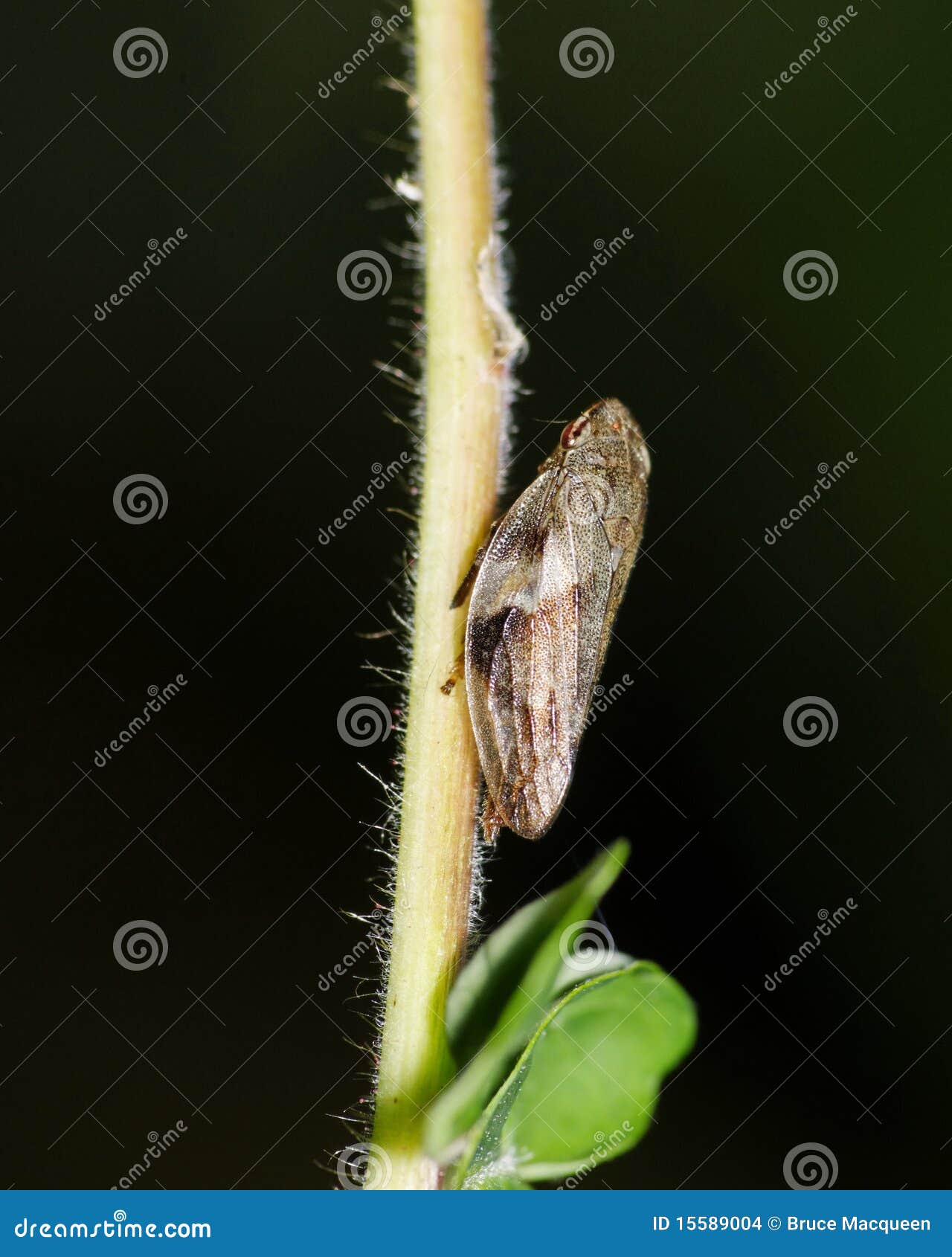 Leafhopper stock photo. Image of beauty, insect, jumping - 15589004