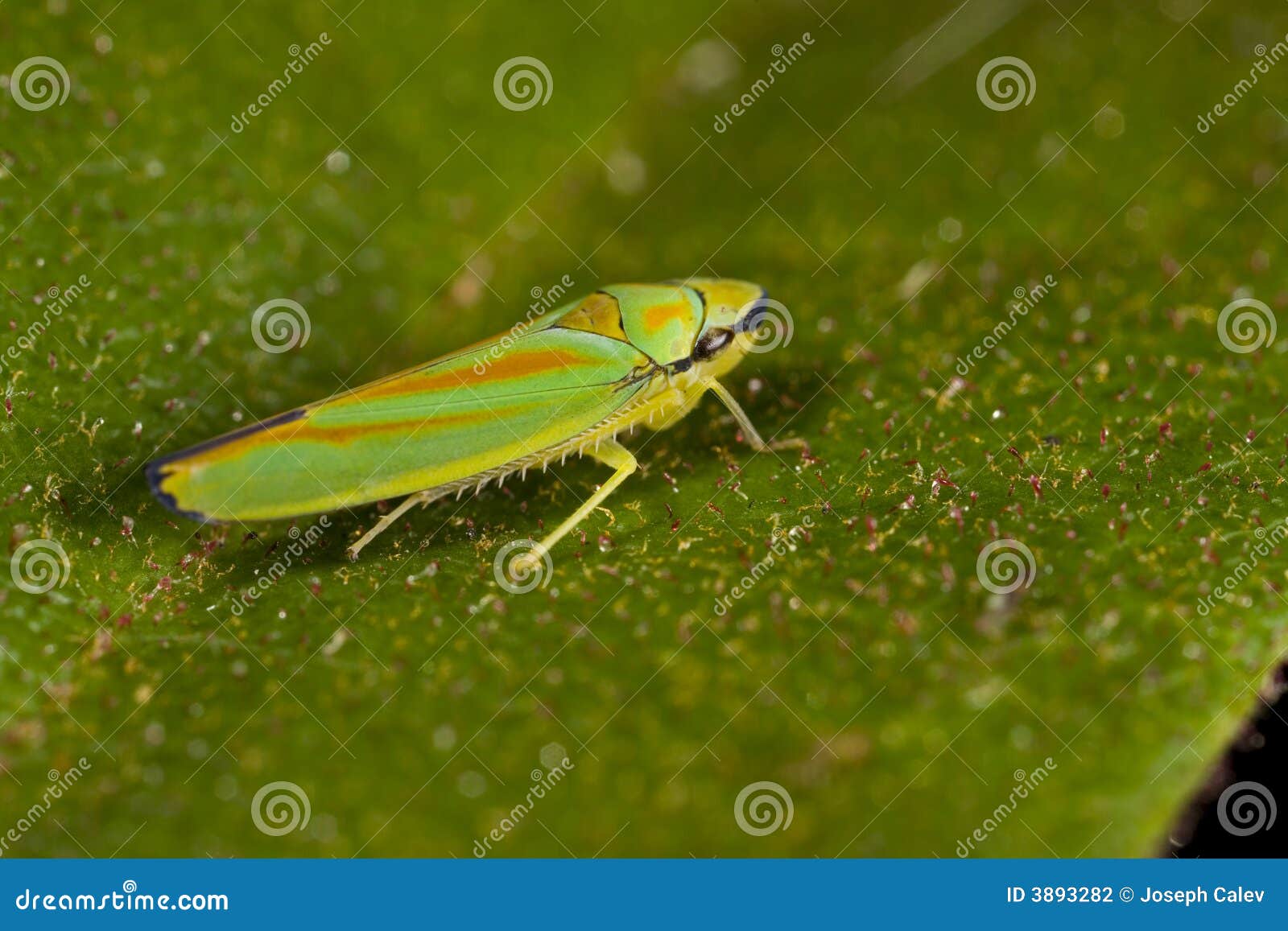 Leafhopper stock photo. Image of jump, cicadellidae, hopper - 3893282