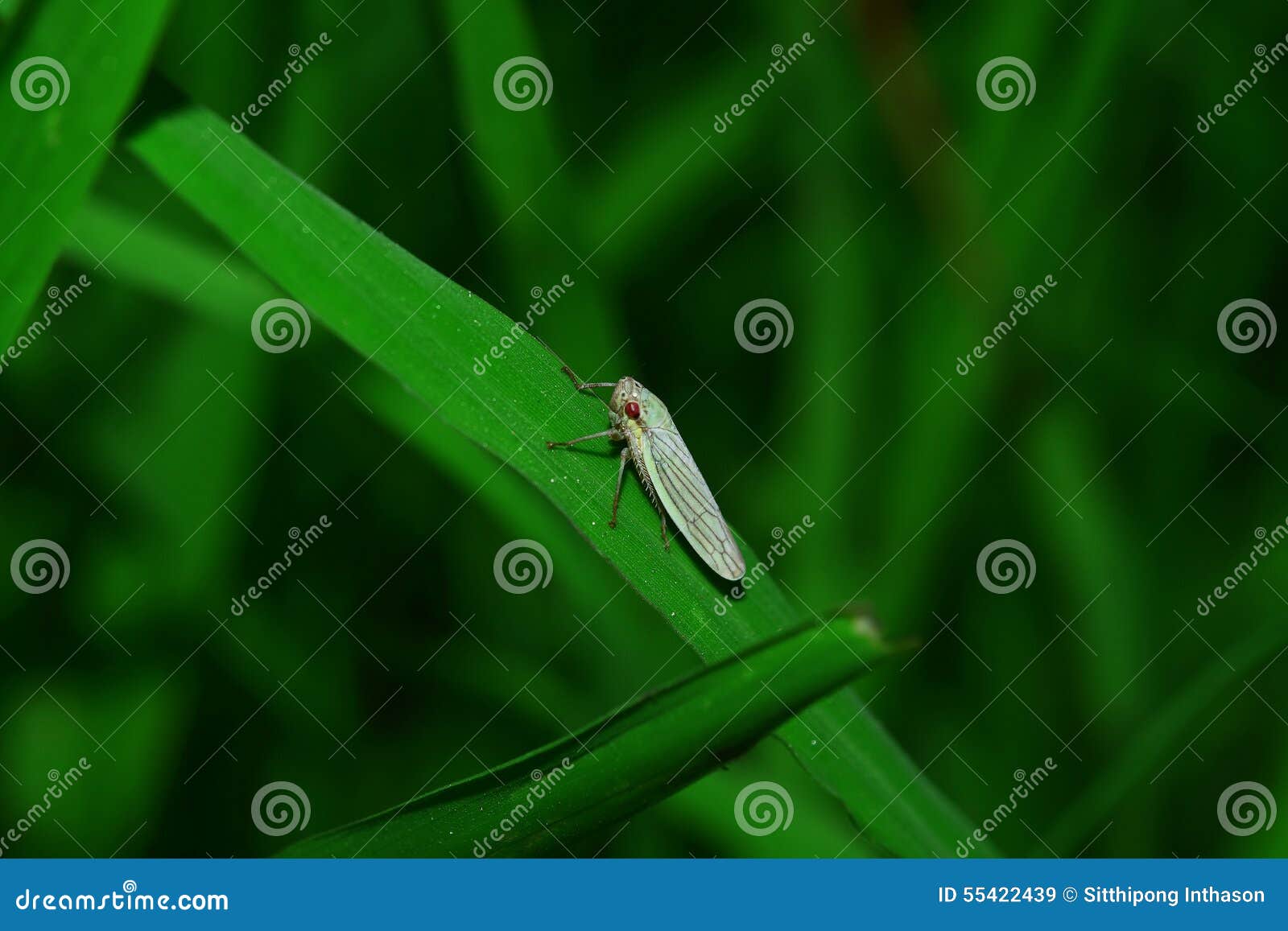 Leafhopper stock image. Image of green, field, curious - 55422439