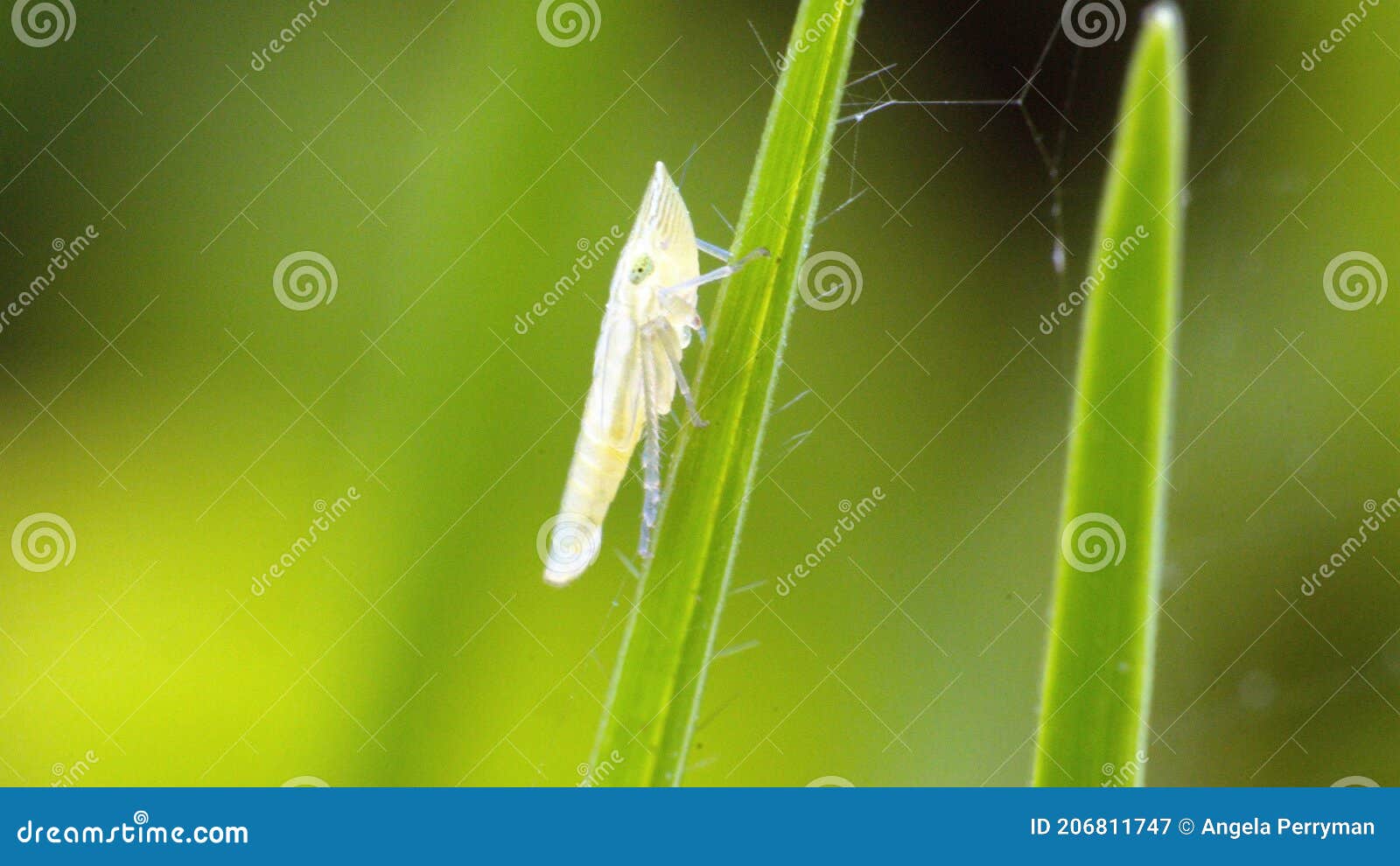 Leafhopper on a Blade of Grass Stock Image - Image of field, imbabura ...