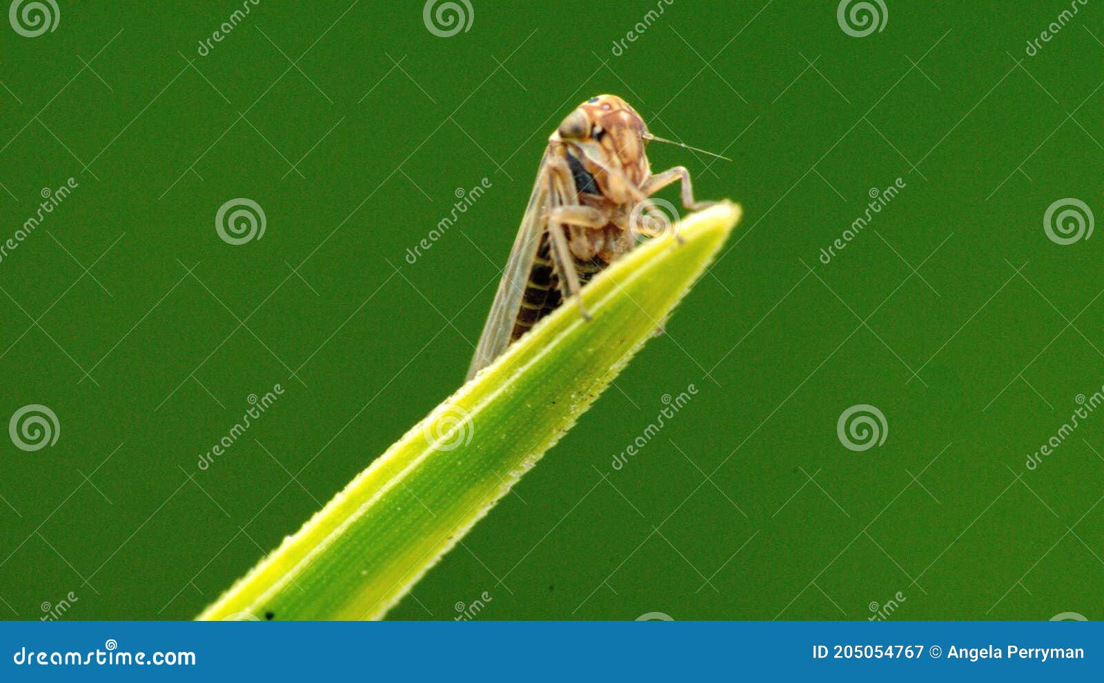 Leafhopper on a Blade of Grass Stock Image - Image of blade ...