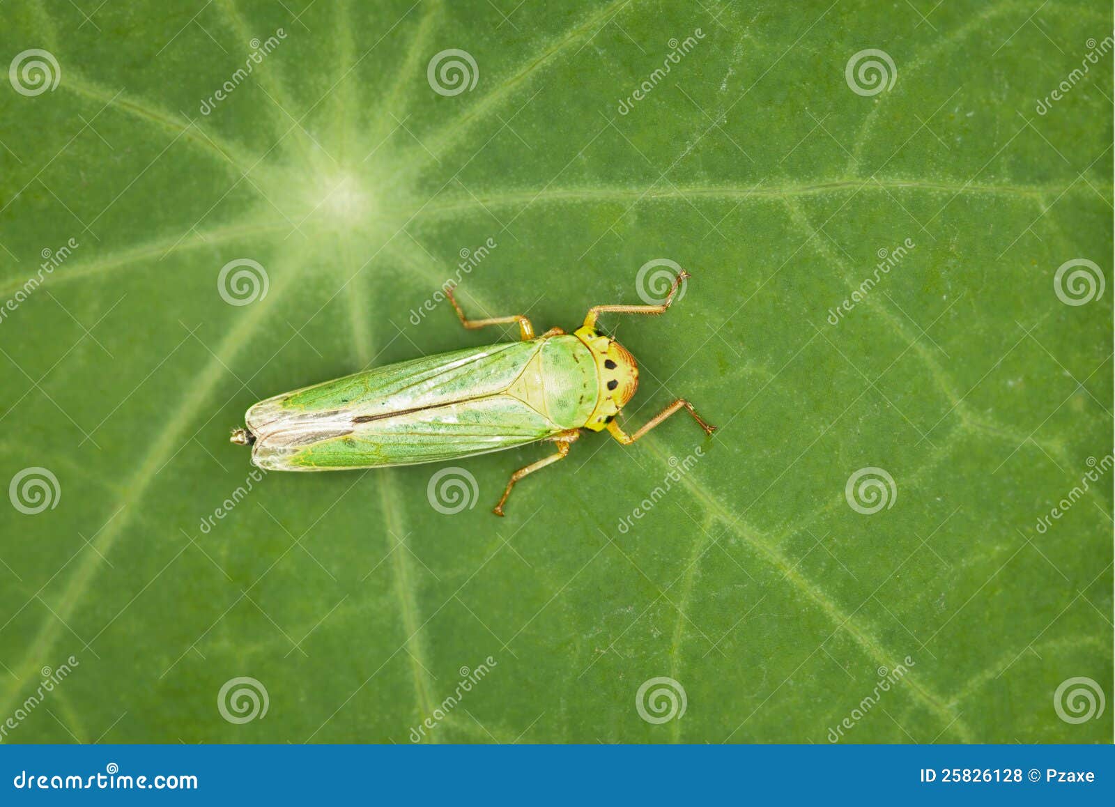 Leafhopper - green insect stock photo. Image of tropical - 25826128