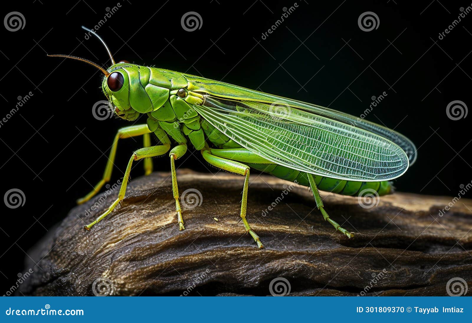 Leafhopper Insect Vector Illustration Transparent Background ...