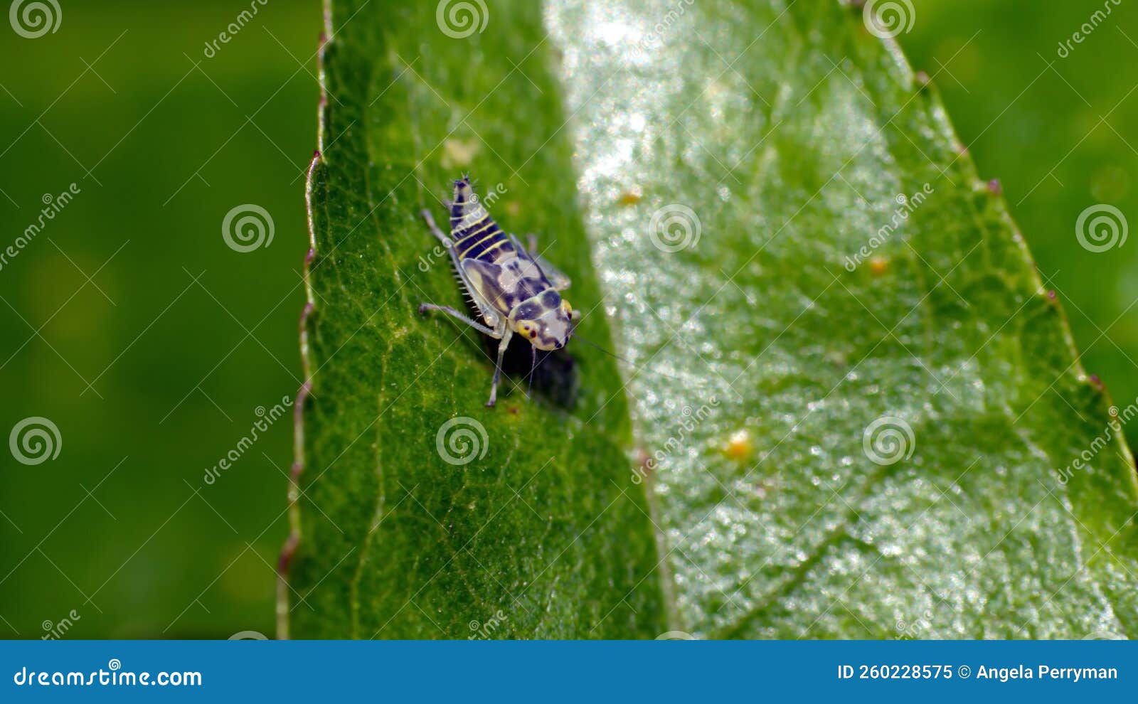 Leafhopper on a leaf stock image. Image of imbabura - 260228575