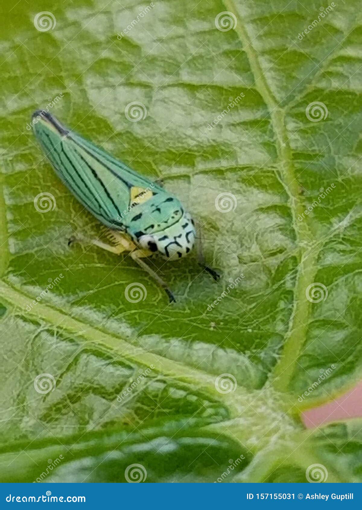 Leafhopper stock image. Image of insect, leaf, leafhopper - 157155031