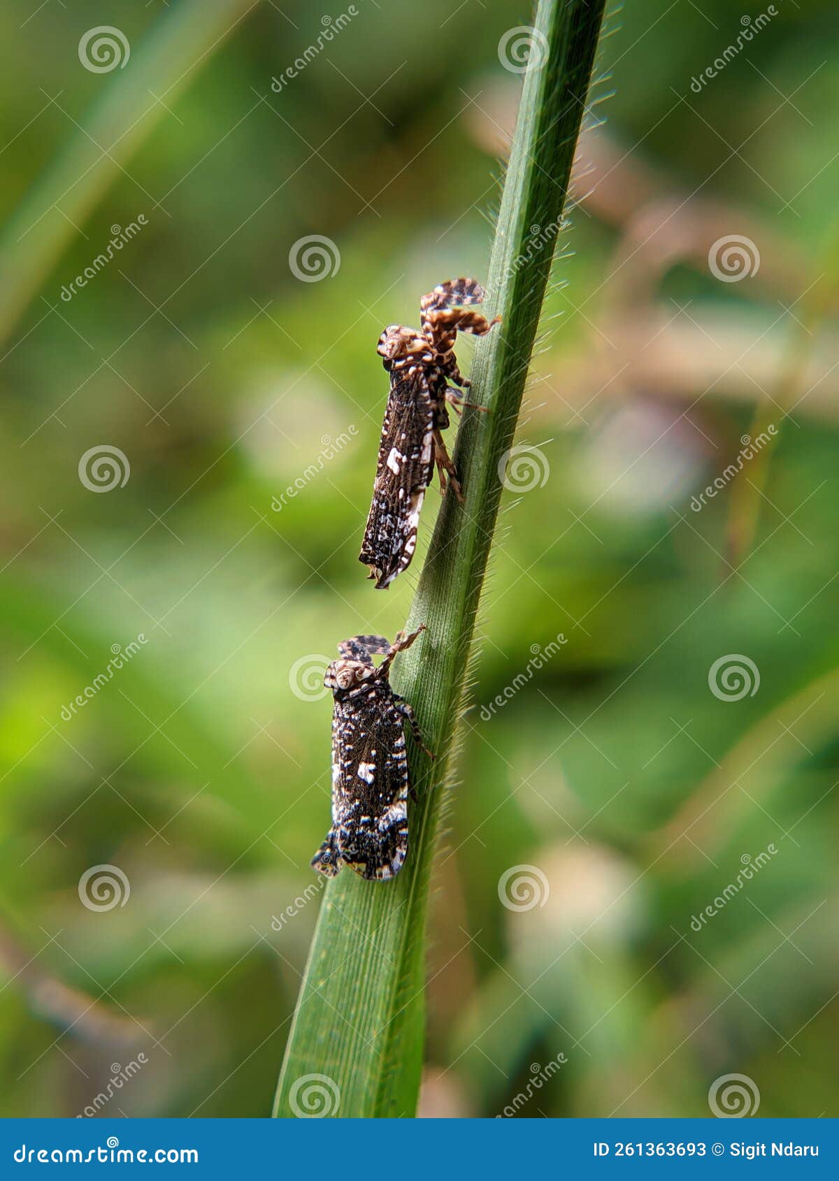 Leafhopper Pattern Stock Photos - Free & Royalty-Free Stock Photos from ...