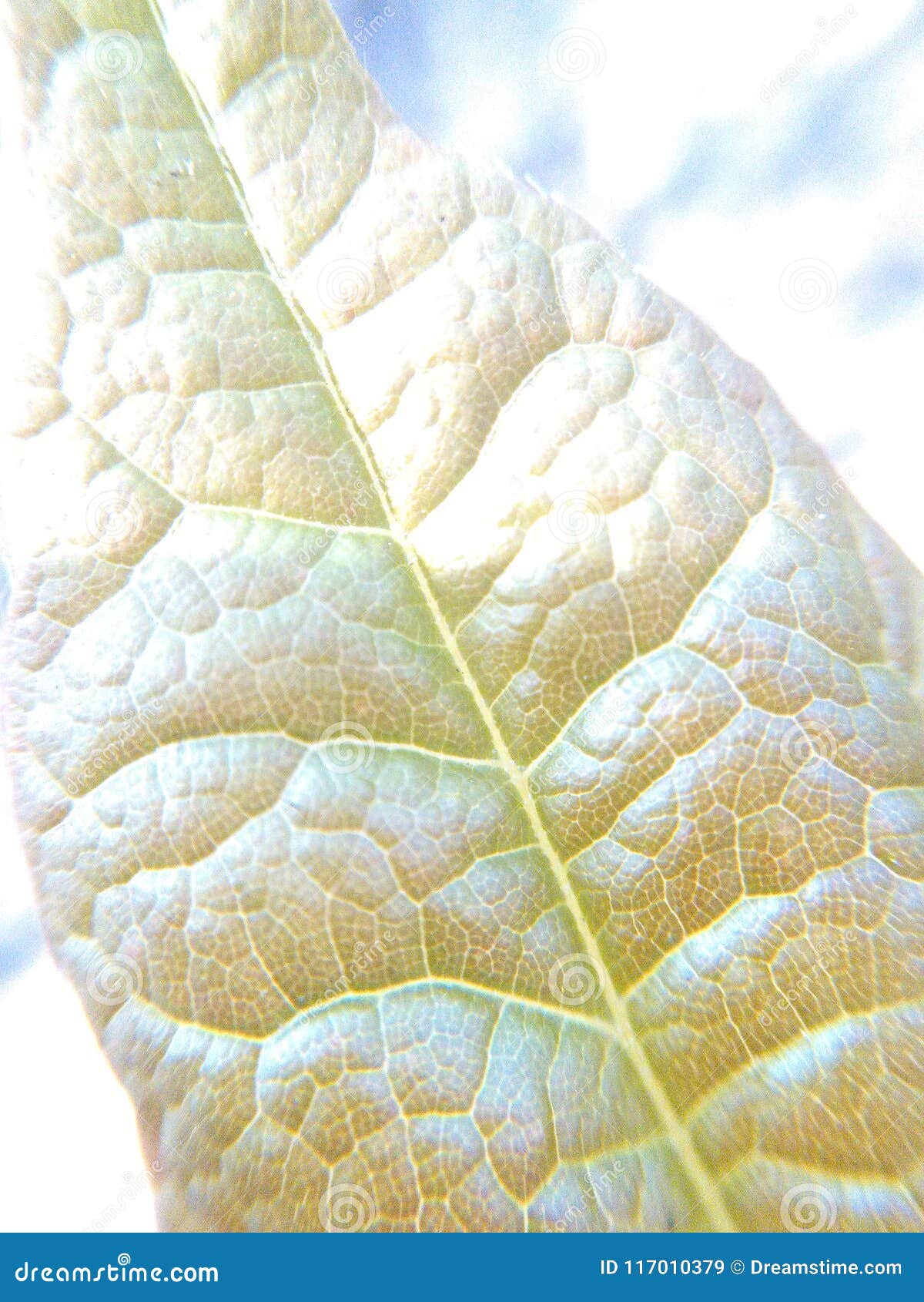 Leafing out 4 stock image. Image of leafing, leaf, closeup - 117010379