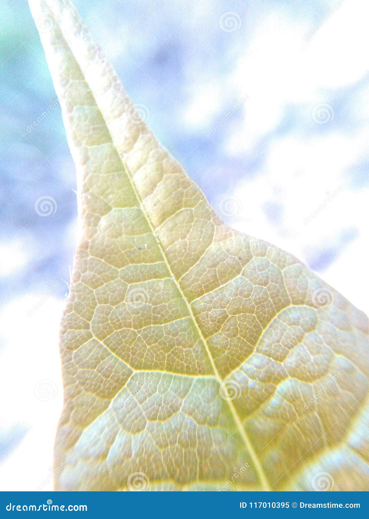 Leafing out 2 stock image. Image of closeup, spring - 117010395