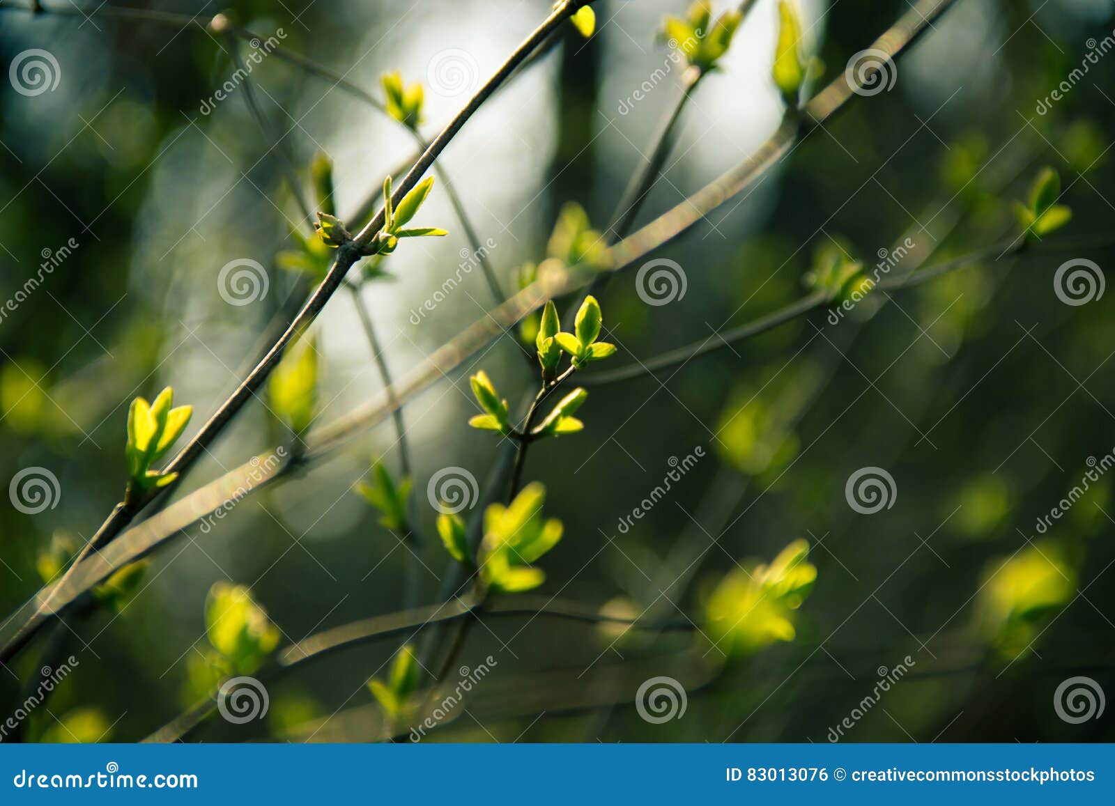 Leafing Out Picture. Image: 83013076