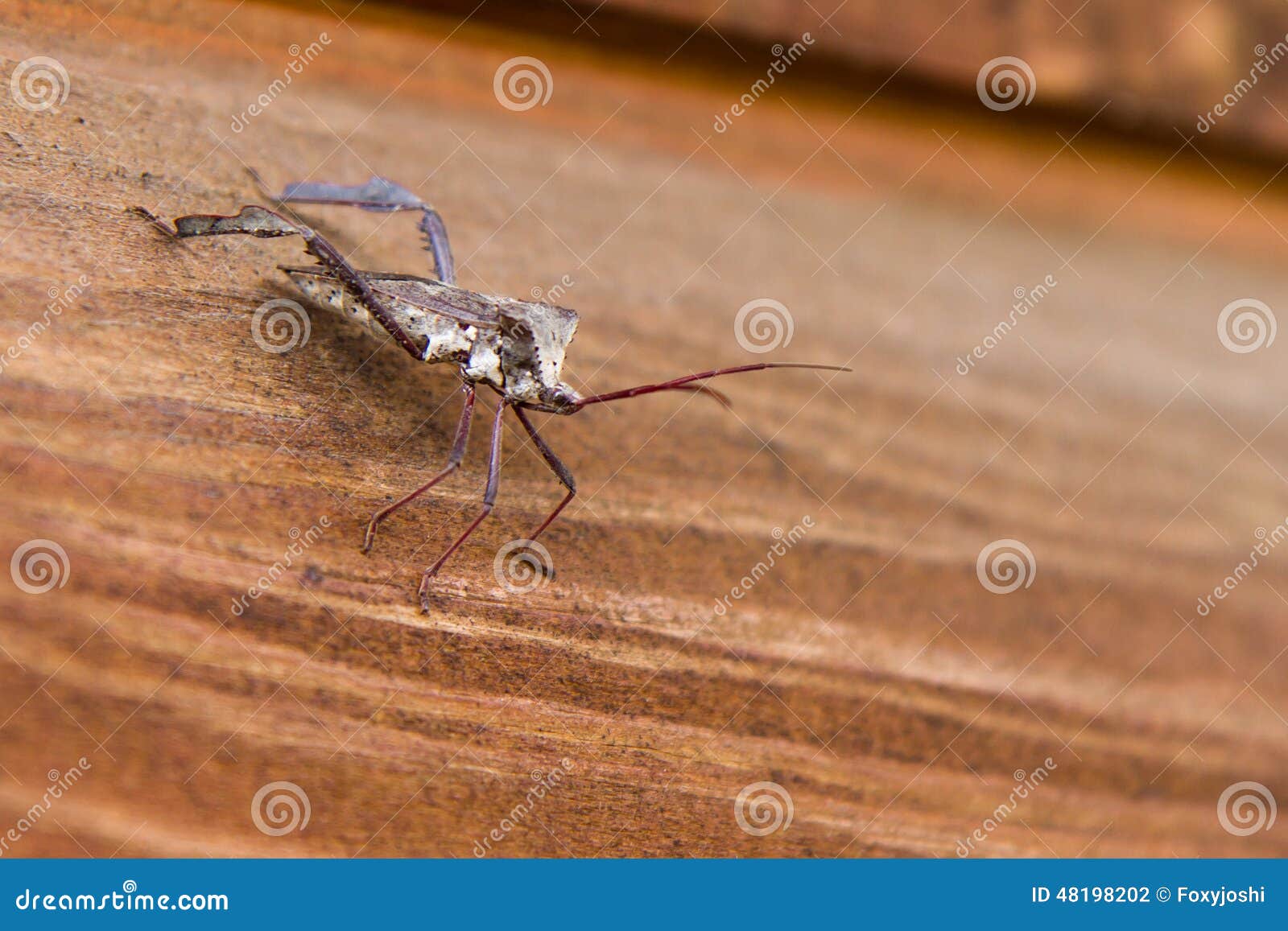 Leaflegged Stink bug stock photo. Image of insect, animals - 48198202