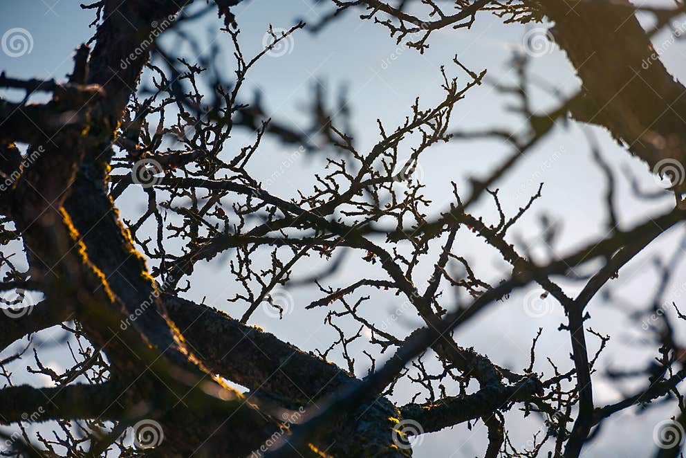 Leafless Apple Tree Branches Stock Image - Image of bare, countryside ...