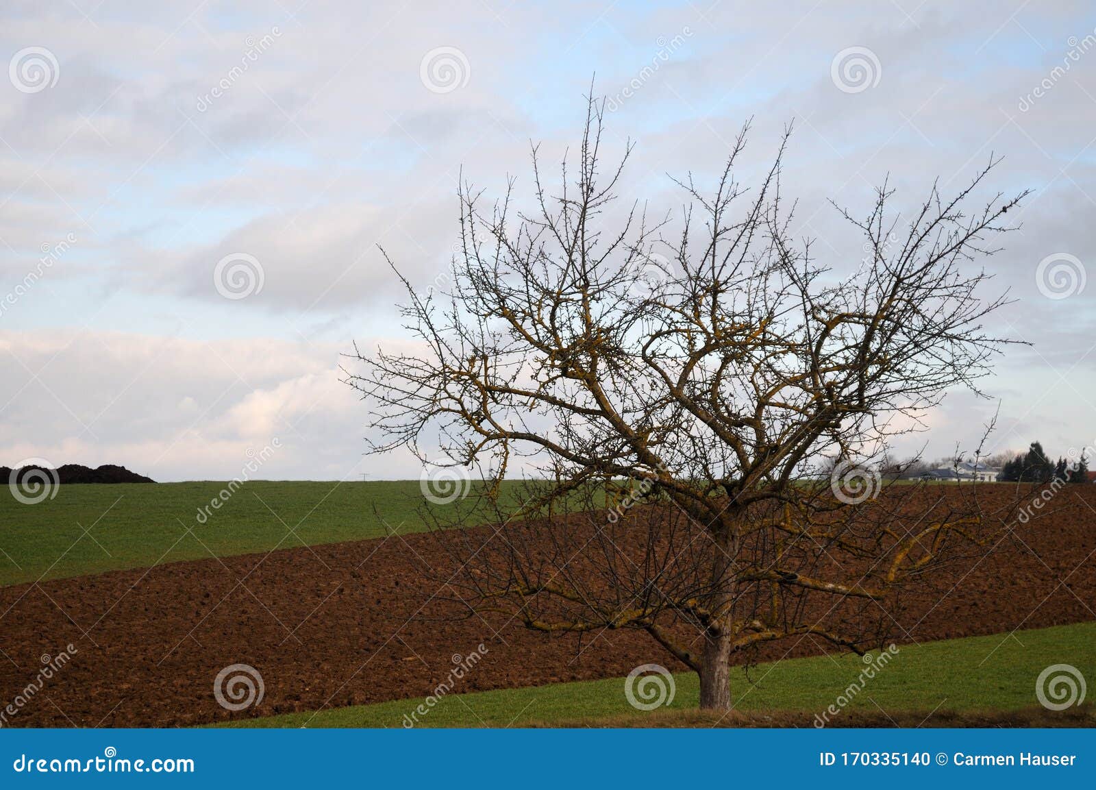 A Leafless Apple Tree in Rural Landscape Stock Photo - Image of ...