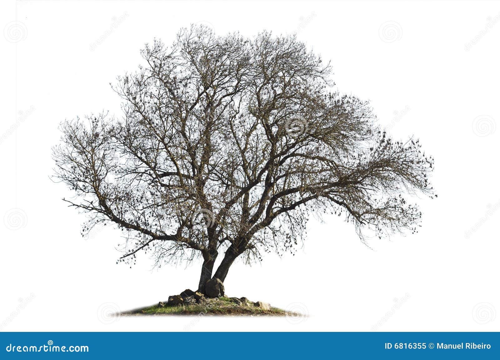 Leafless Ash-tree Isolated on White Stock Image - Image of botanical ...