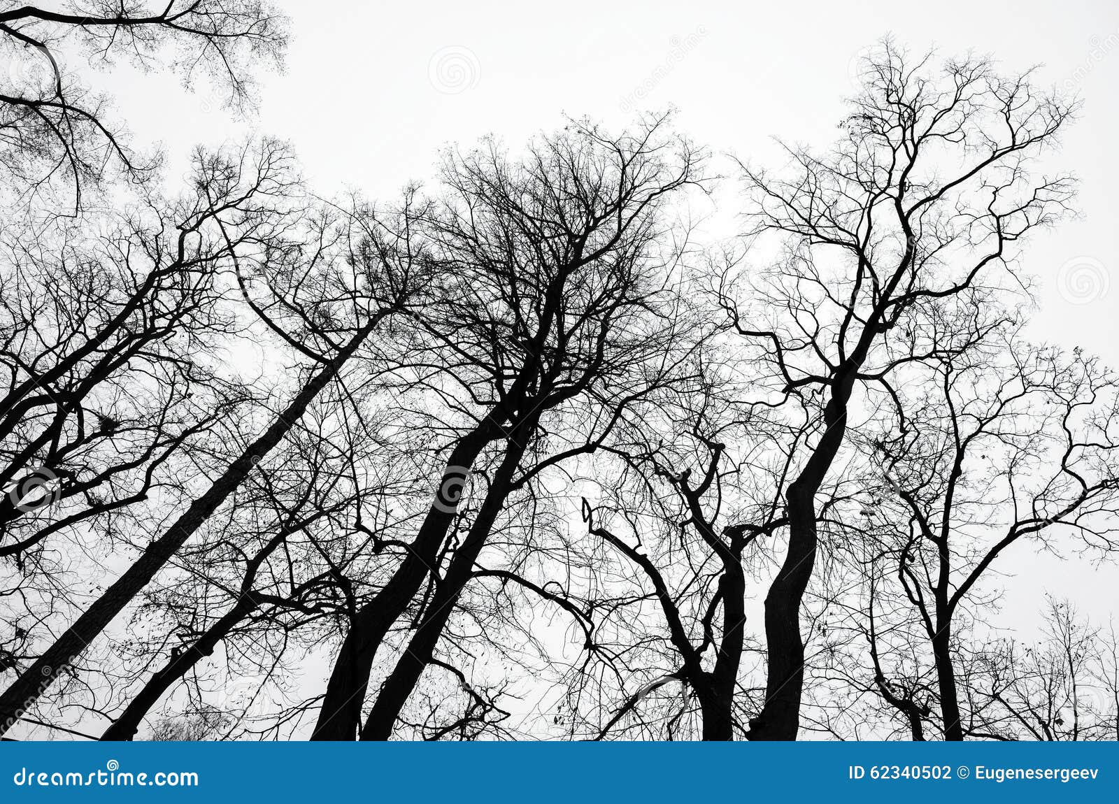 Leafless Bare Trees Over Gray Sky Background Stock Photo - Image of ...