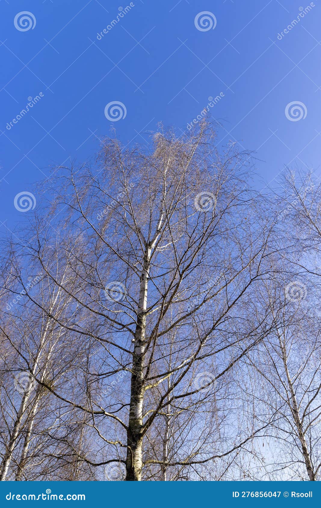 Leafless Birch Trees in Early Spring in Sunny Weather Stock Image ...