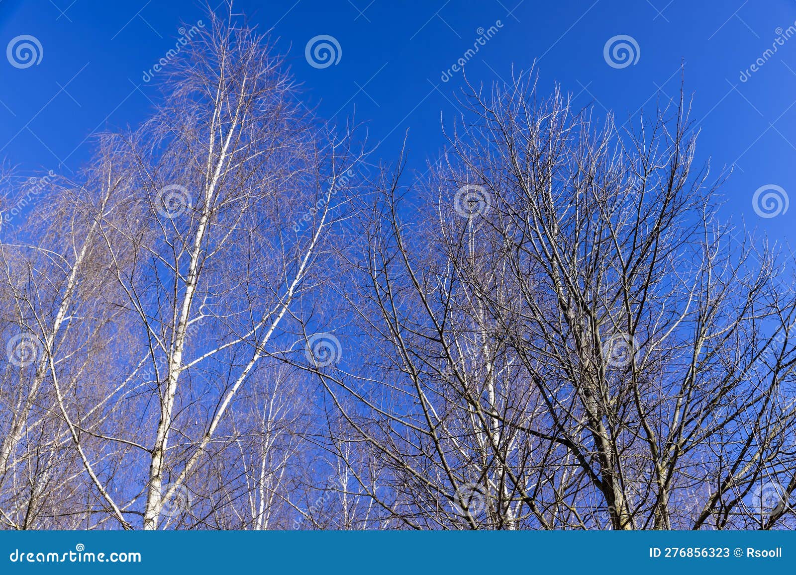 Leafless Birch Trees in Early Spring in Sunny Weather Stock Image ...