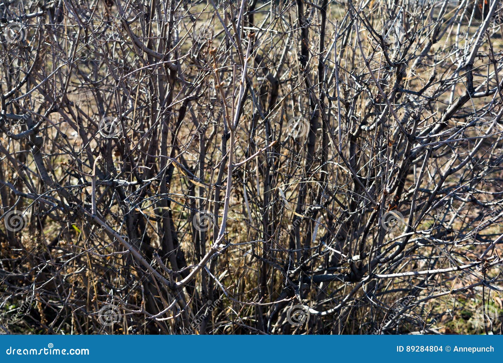 The Leafless Branch of a Bush Close Up. Rectangular Background. Stock ...