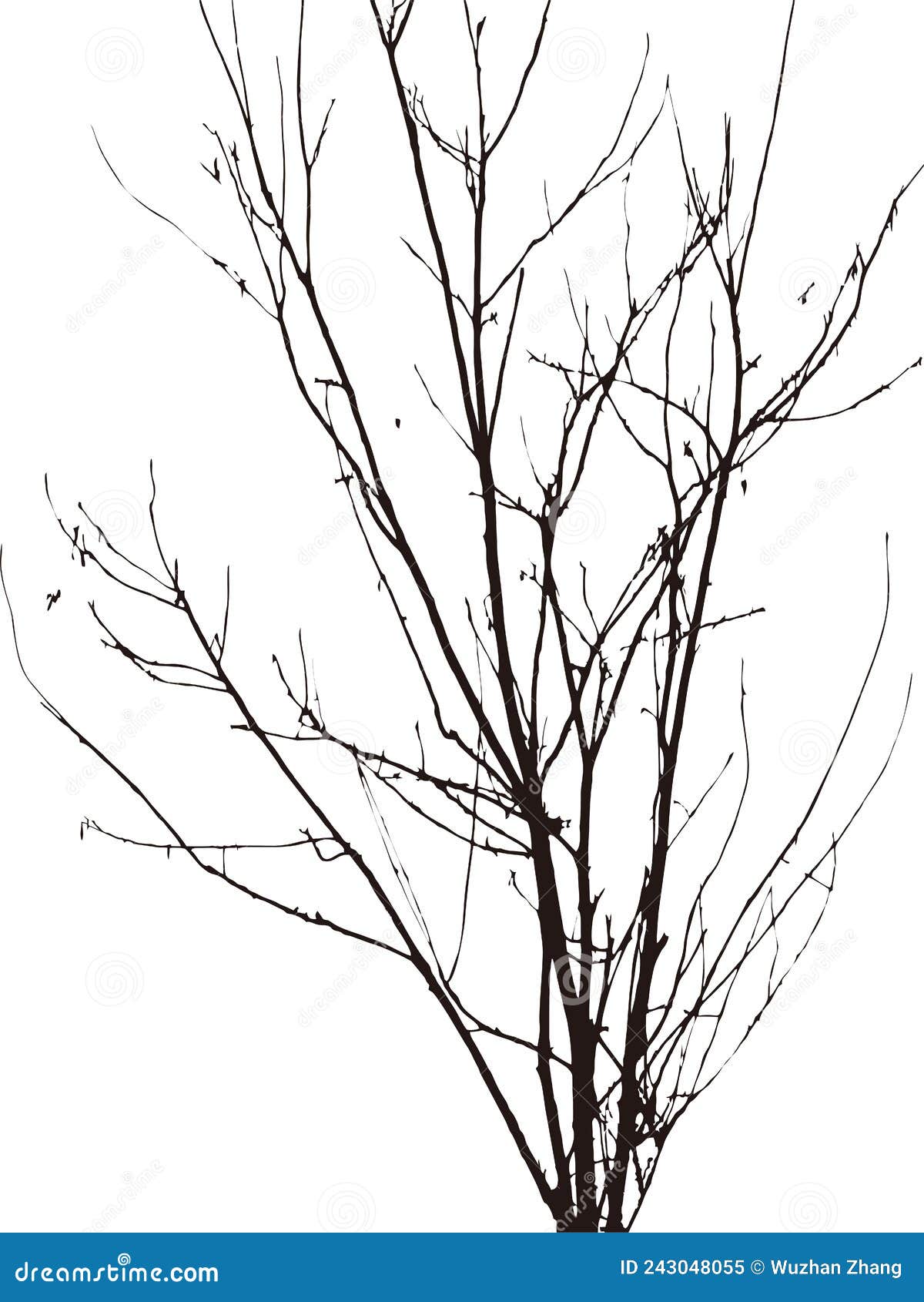 Leafless Branches Isolated on White Background Stock Image - Image of ...