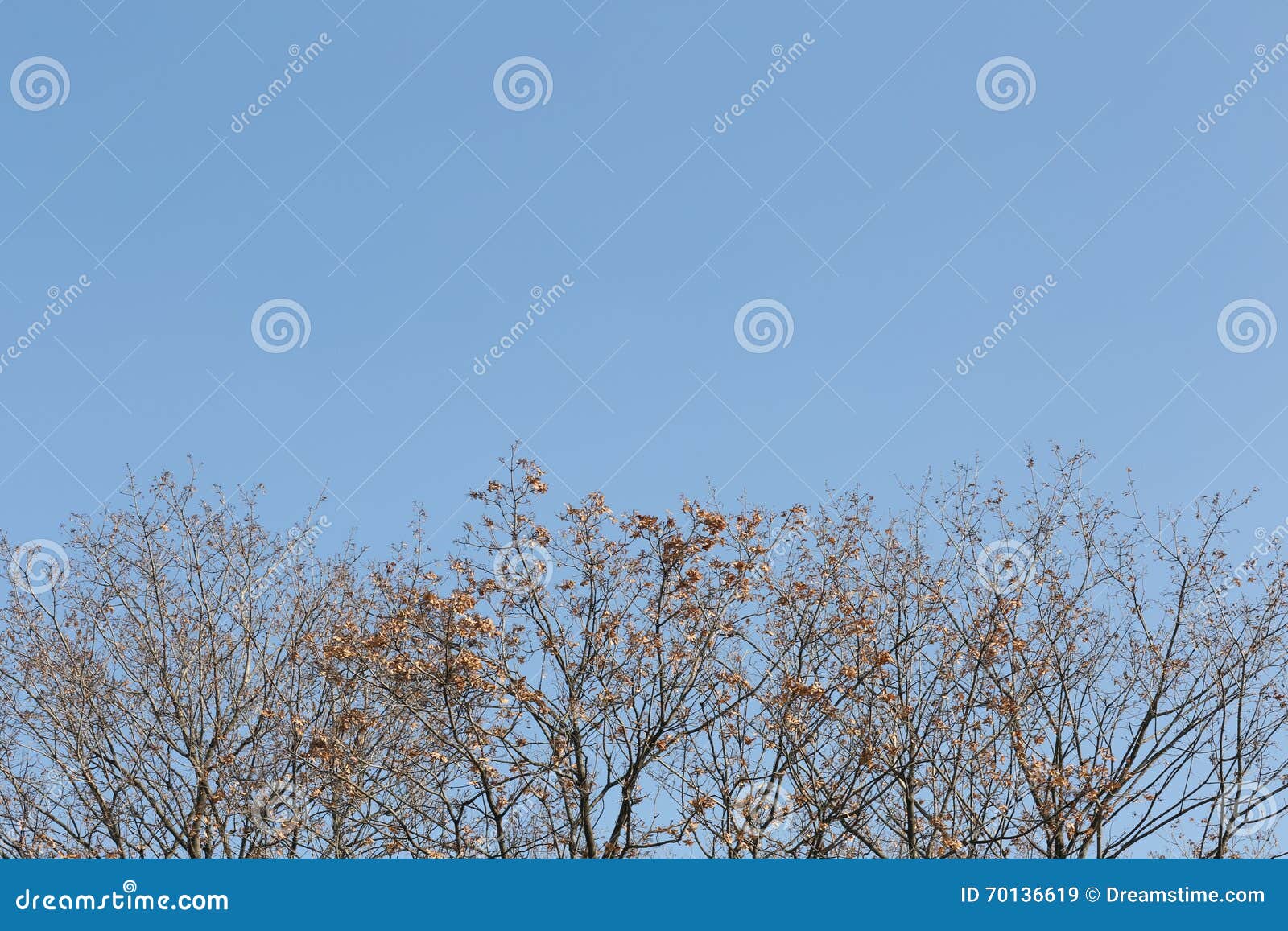 Leafless Branches of a Treetops Against the Blue Sky. Stock Image ...