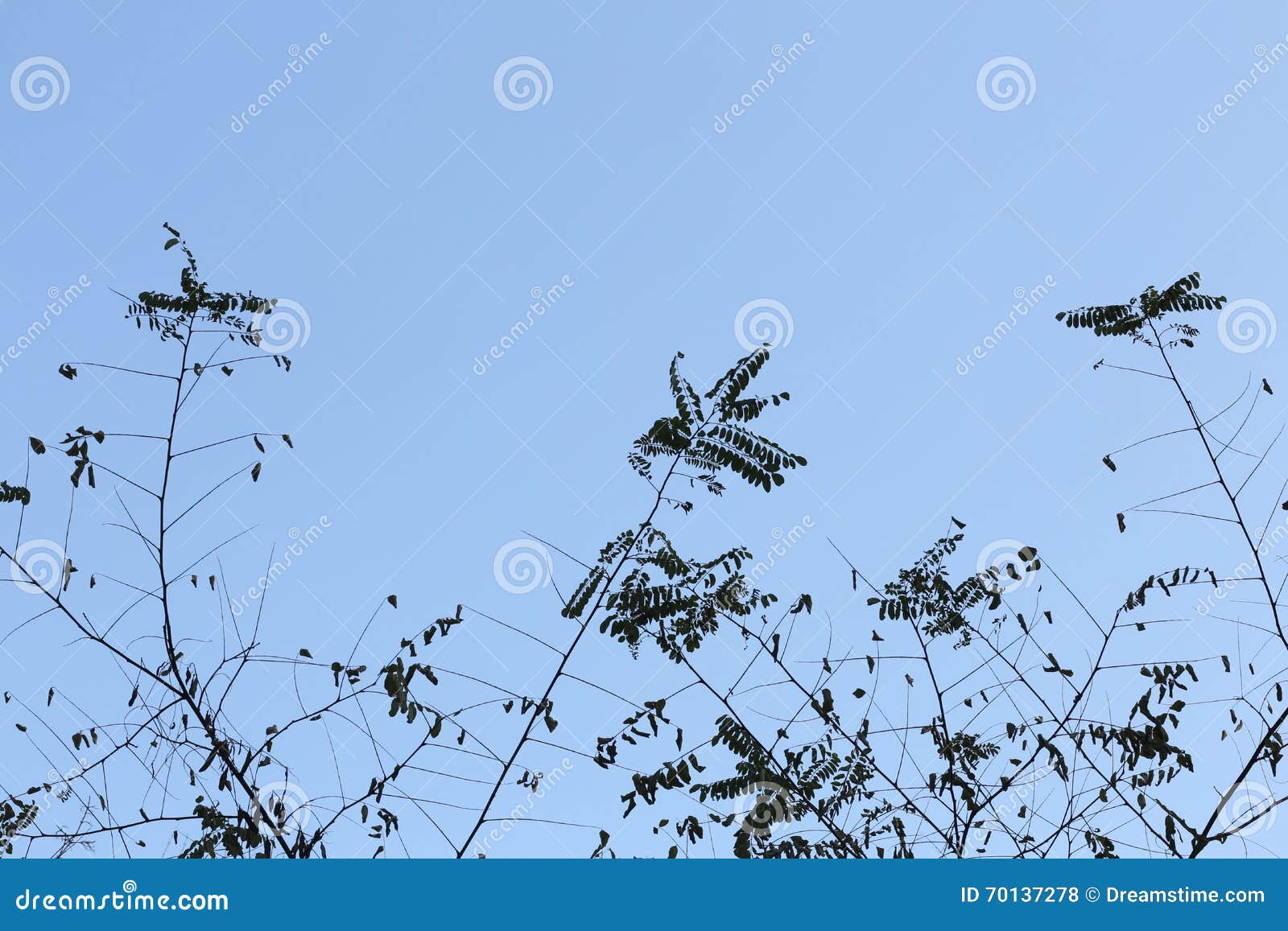 Leafless Branches of a Treetops Against the Blue Sky. Stock Photo ...
