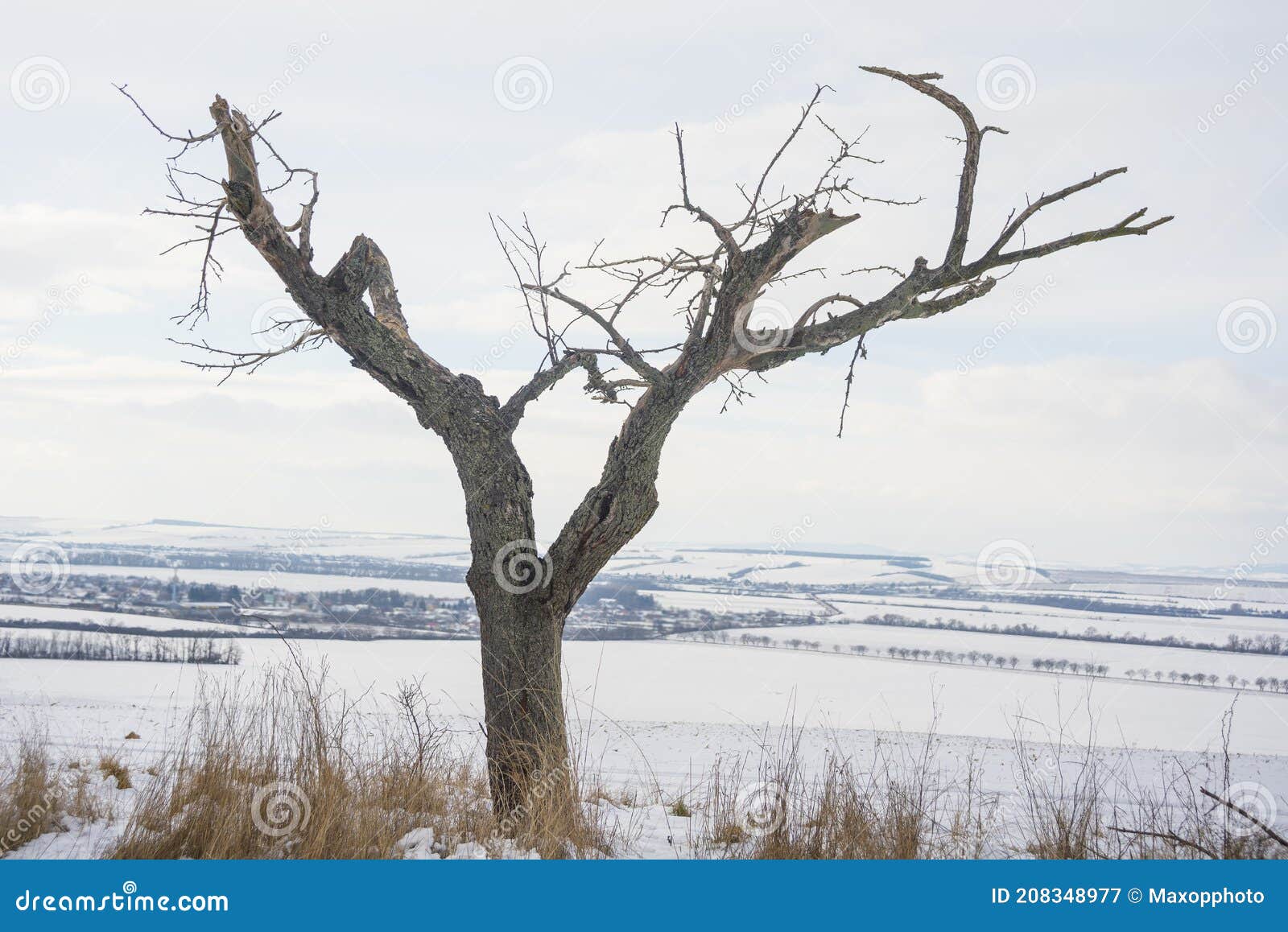 Leafless Dead Trees in the Winter with a Snow Stock Image - Image of ...