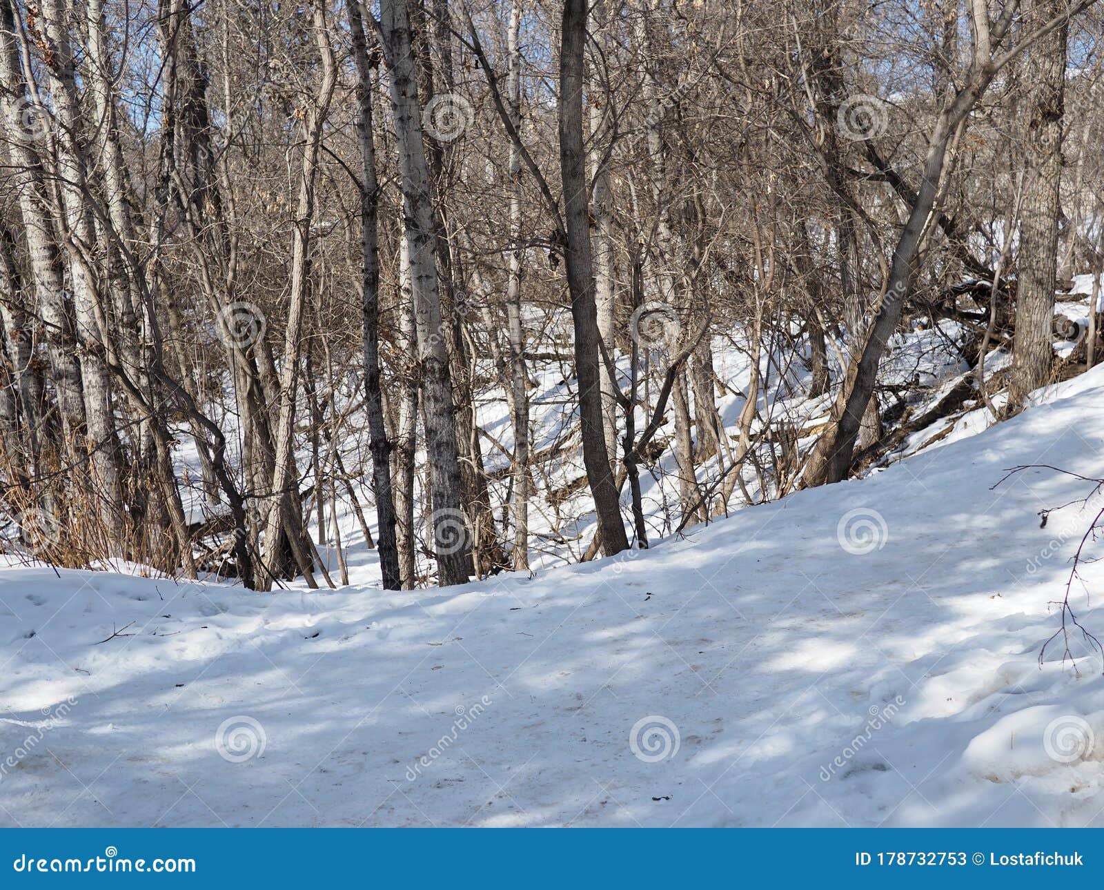 Deciduous Trees in Winter with Snow Stock Image - Image of late, drifts ...