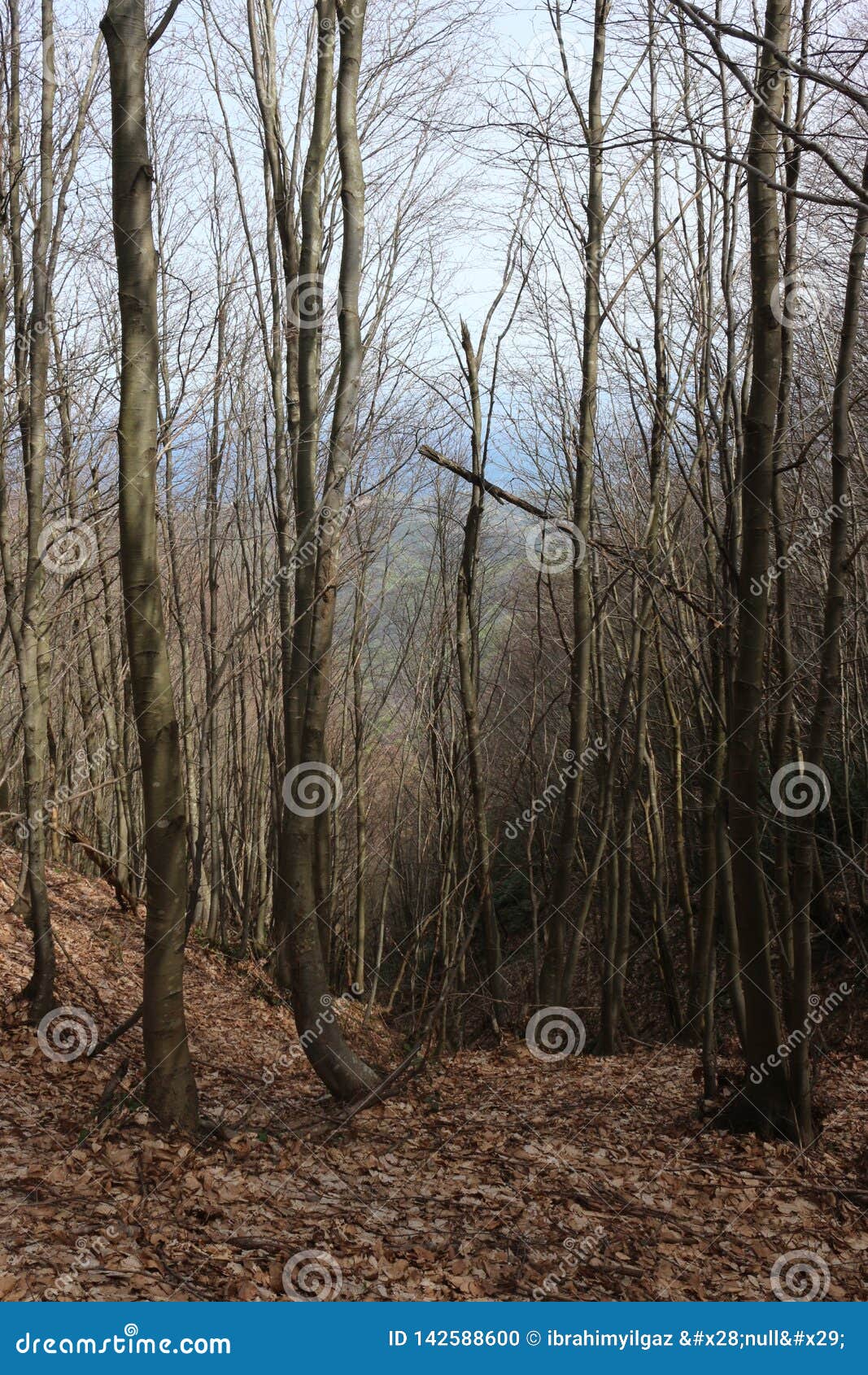 Leafless Forest in Autumn Season Stock Photo - Image of clean, energies ...