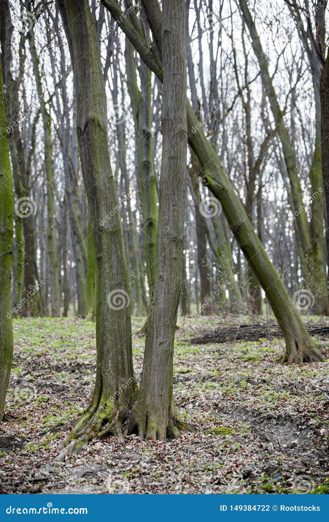 Leafless Forest in Early Spring Stock Photo - Image of cloudy, park ...