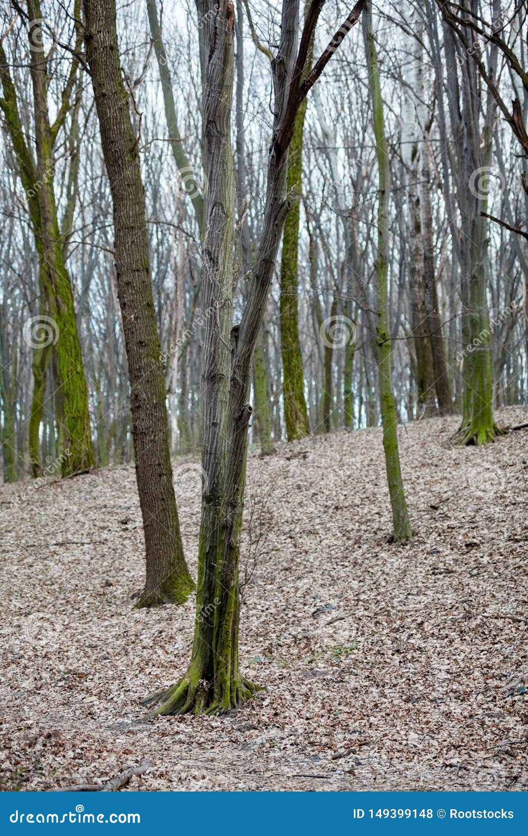 Leafless Forest in Early Spring Stock Photo - Image of park, leaves ...