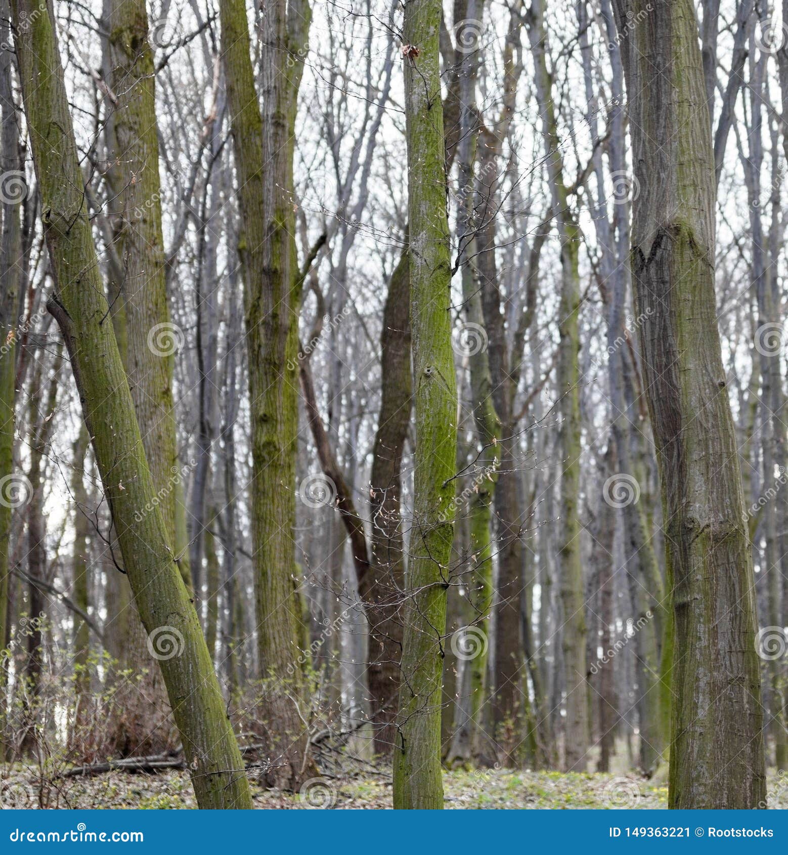 Leafless Forest in Early Spring Stock Image - Image of autumn ...