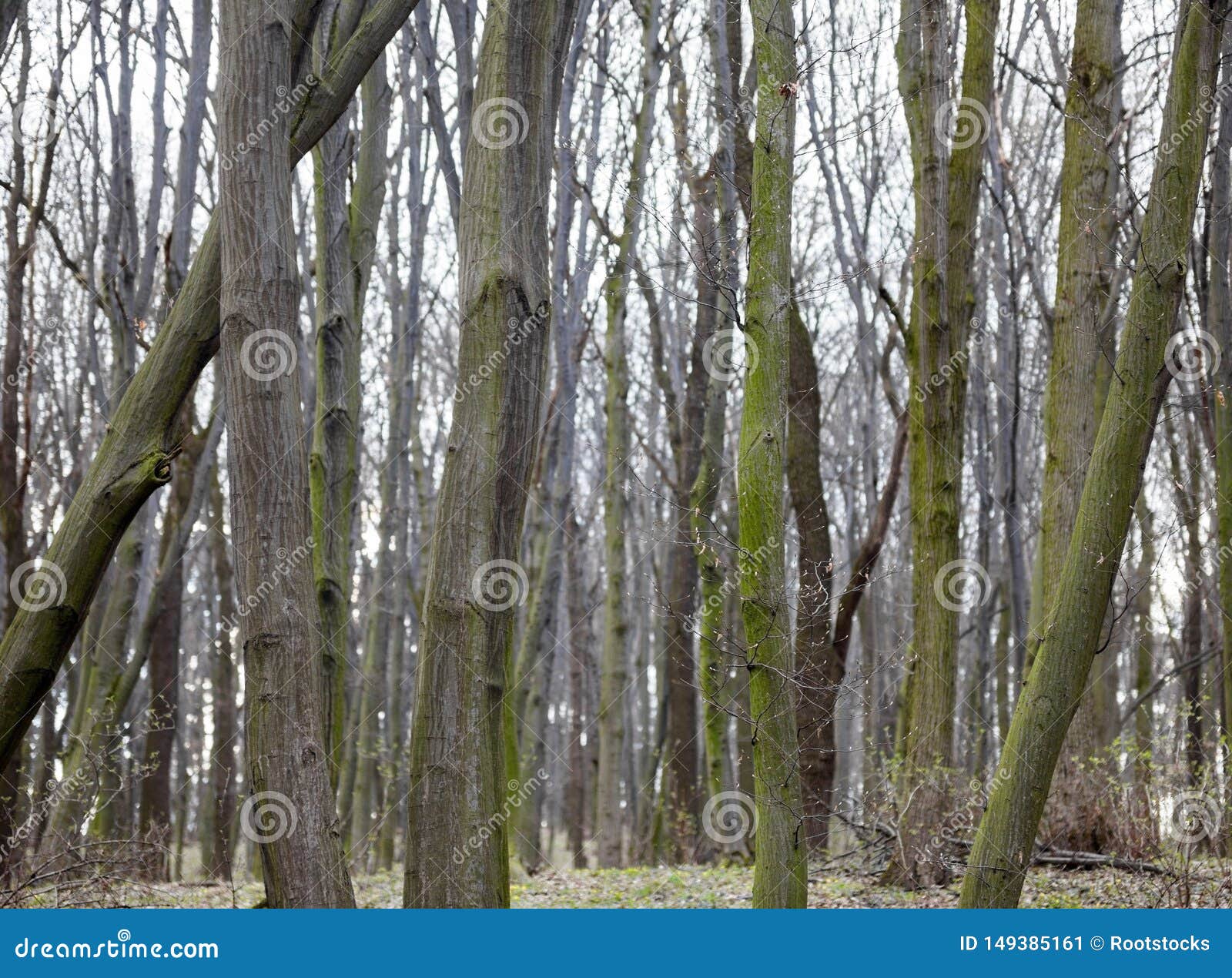 Leafless Forest in Early Spring Stock Image - Image of branch, black ...