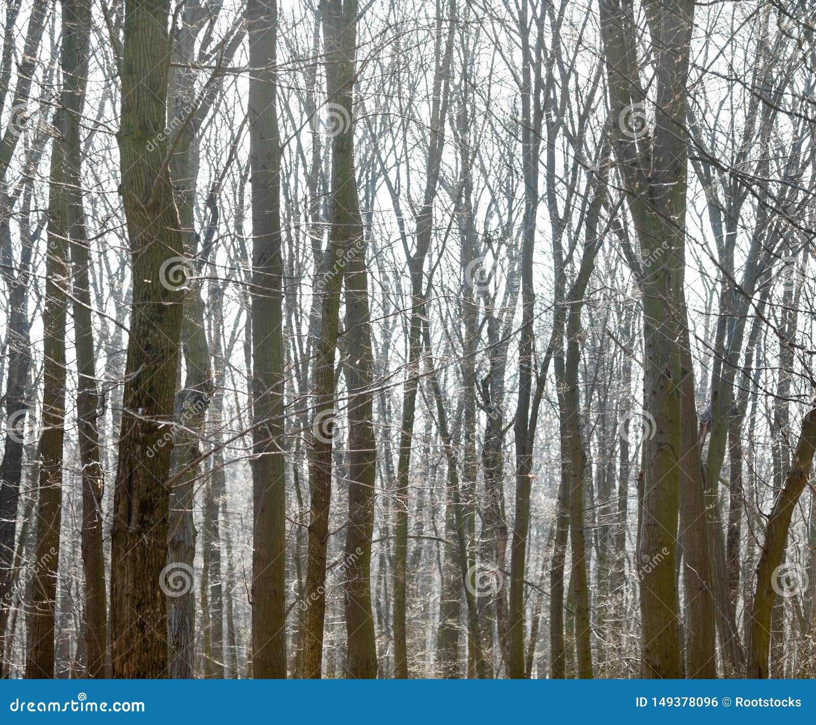 Leafless Forest in Early Spring Stock Photo - Image of gray, branch ...