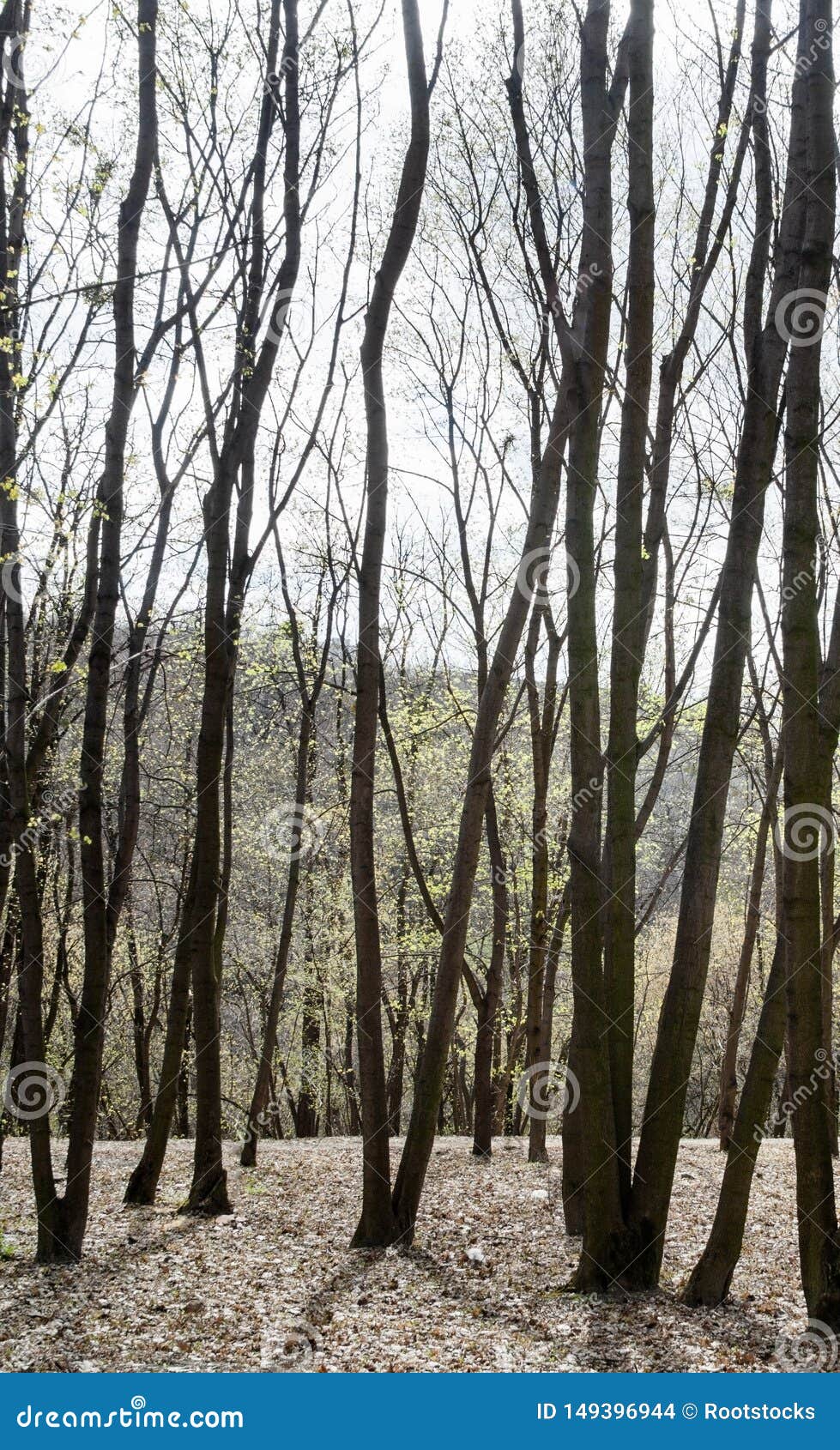 Leafless Forest in Early Spring Stock Photo - Image of leafless, bare ...