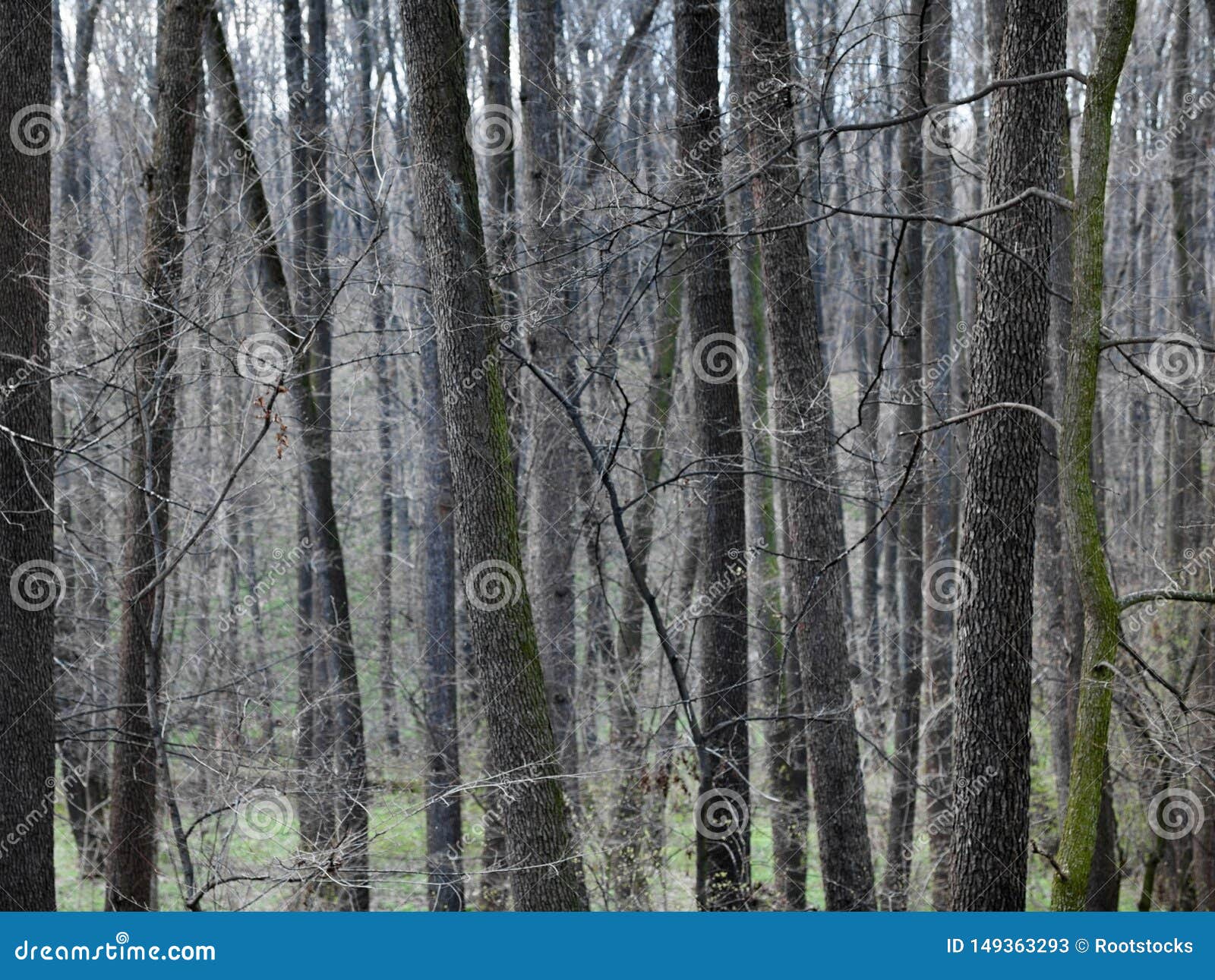 Leafless Forest in Early Spring Stock Image - Image of high, naked ...