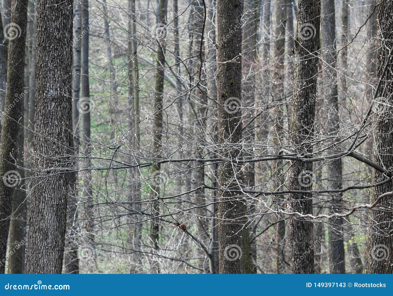 Leafless Forest in Early Spring Stock Image - Image of bole, empty ...