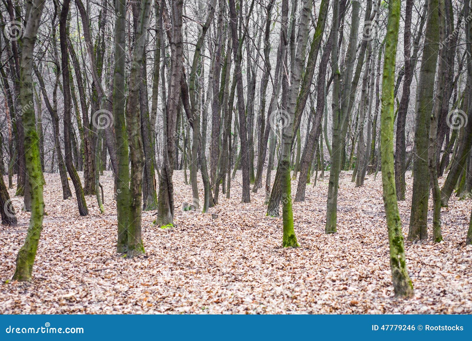 Leafless Forest with Moss-grown Tree Trunks Stock Photo - Image of gray ...