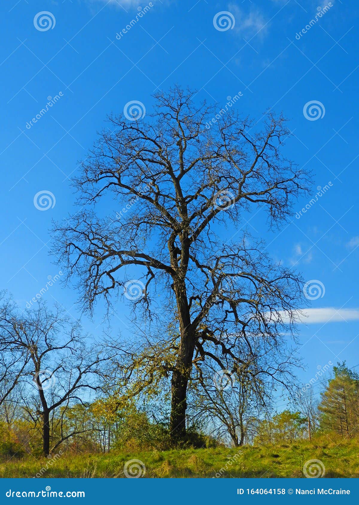 Leafless Massive Old Tree Drops Its Leaves in Autumn Stock Photo ...