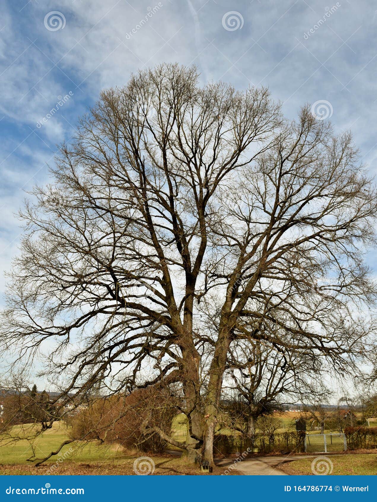 Leafless oak tree stock photo. Image of green, winter - 164786774