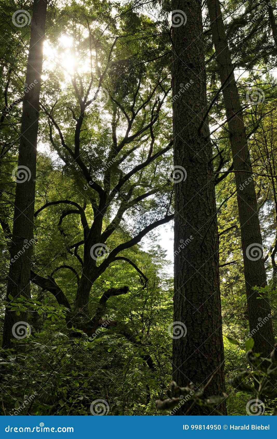 Leafless Oak Tree with Sun Rays Stock Photo - Image of botany, tree ...