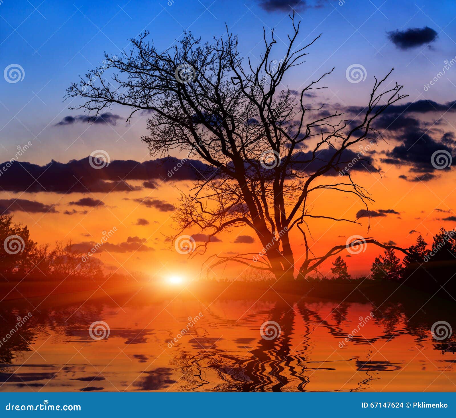 Leafless Oak Tree on Sunset Background Stock Photo - Image of orange ...