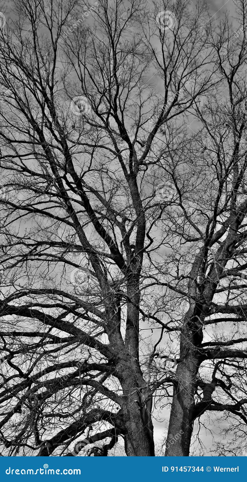 Leafless Oak tree stock photo. Image of winter, branches - 91457344