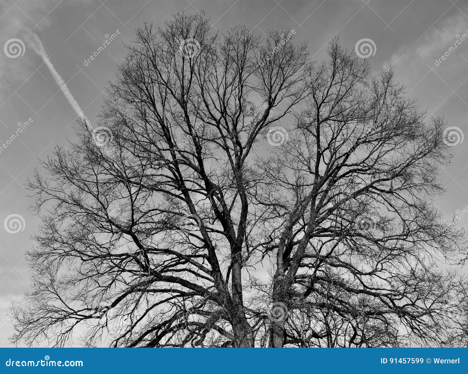 Leafless Oak tree stock image. Image of cold, black, winter - 91457599